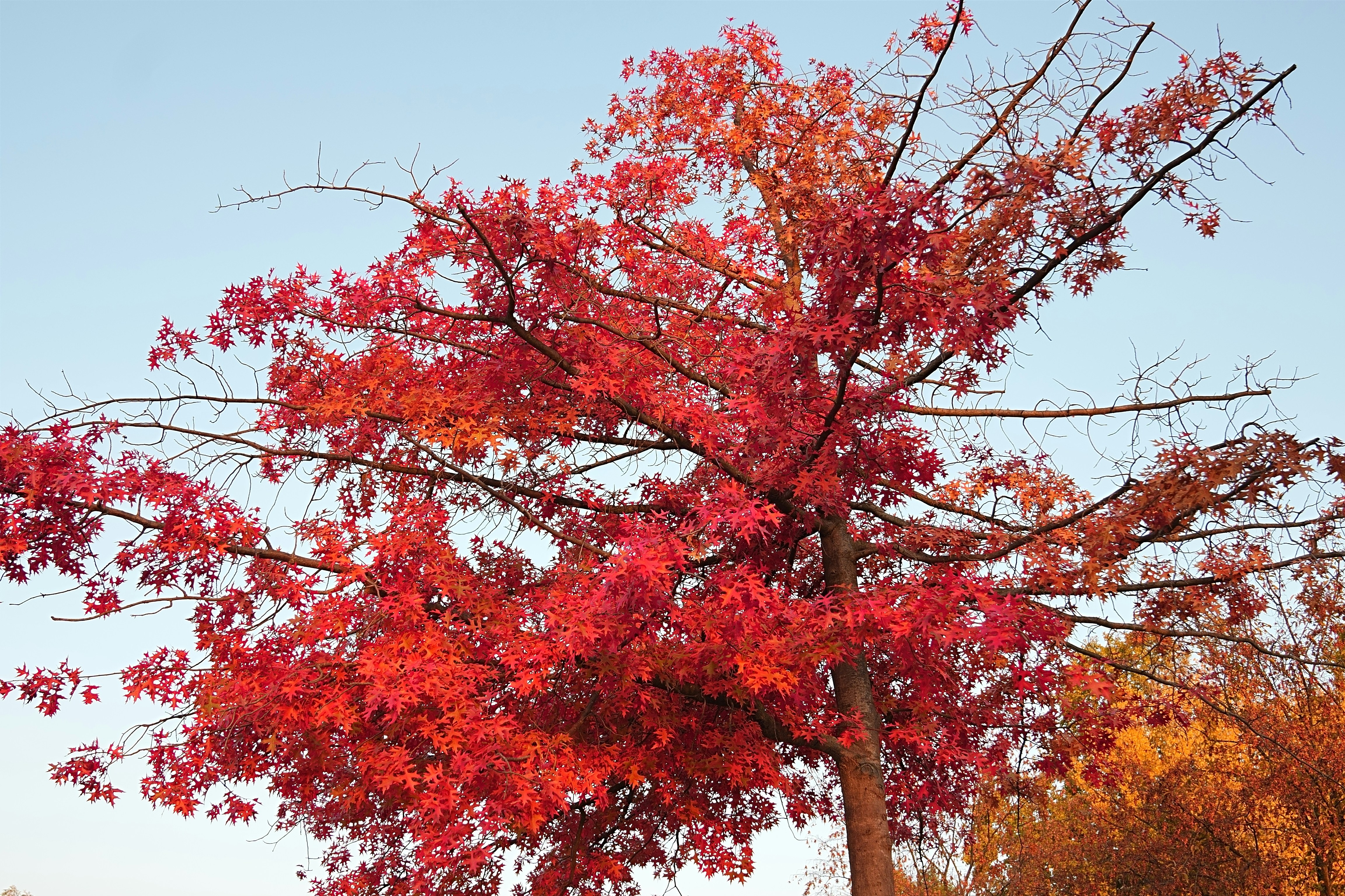 Crimson Crown: A Maple in Autumn Flame