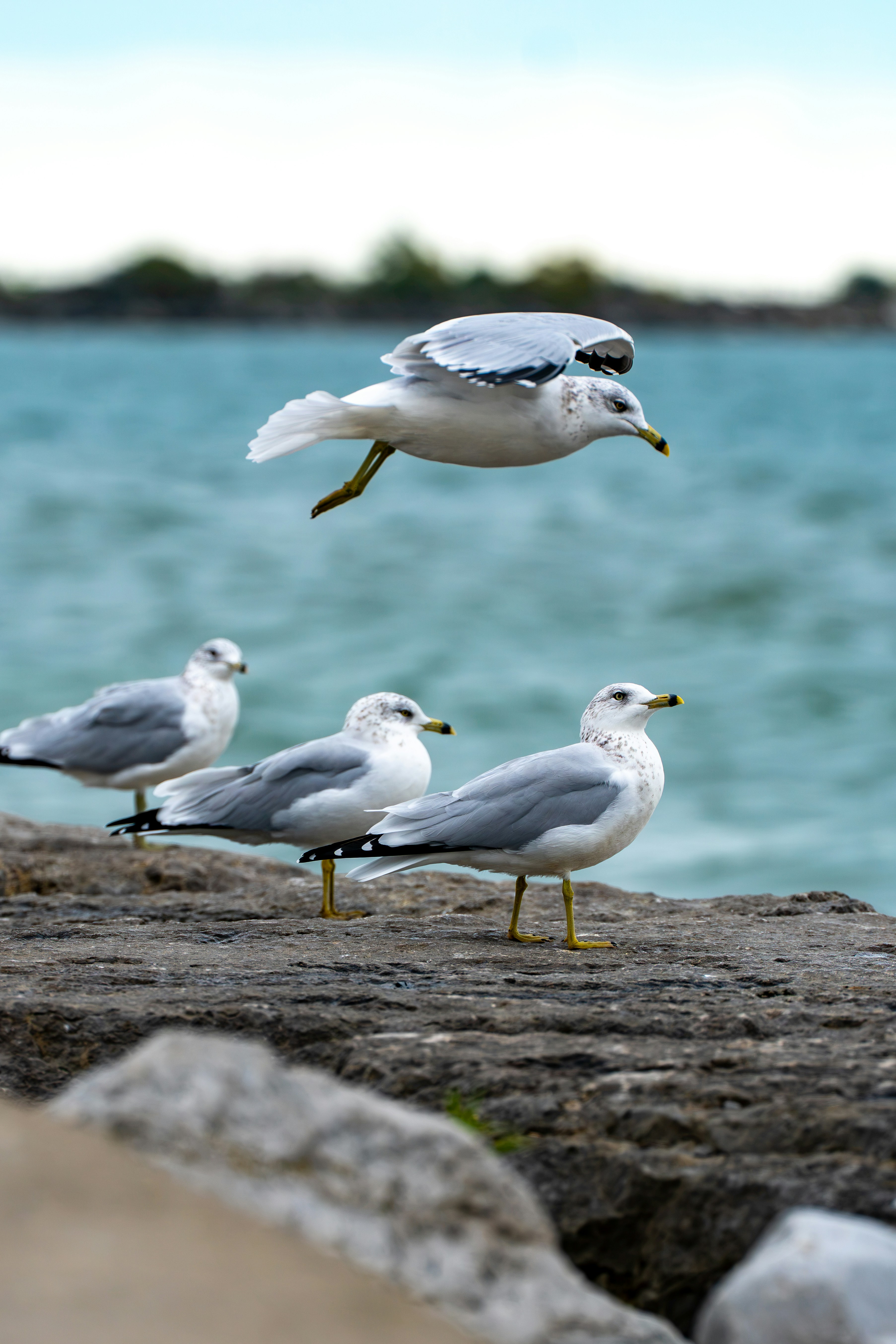 Midair Glide: A Seagull's Moment Above the Breakwater