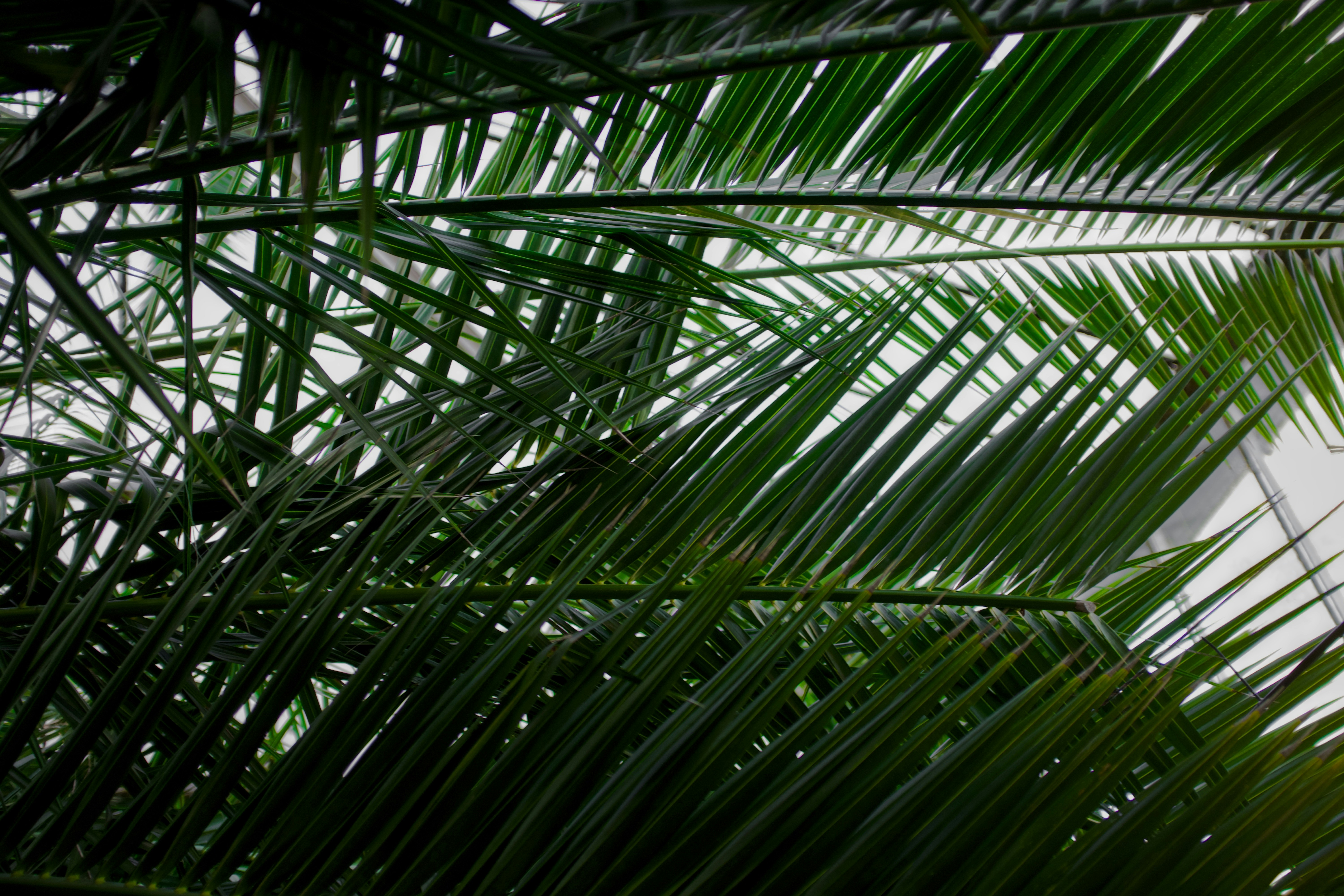 Palm Fronds Archive: A Tangle of Green Lines Against Light