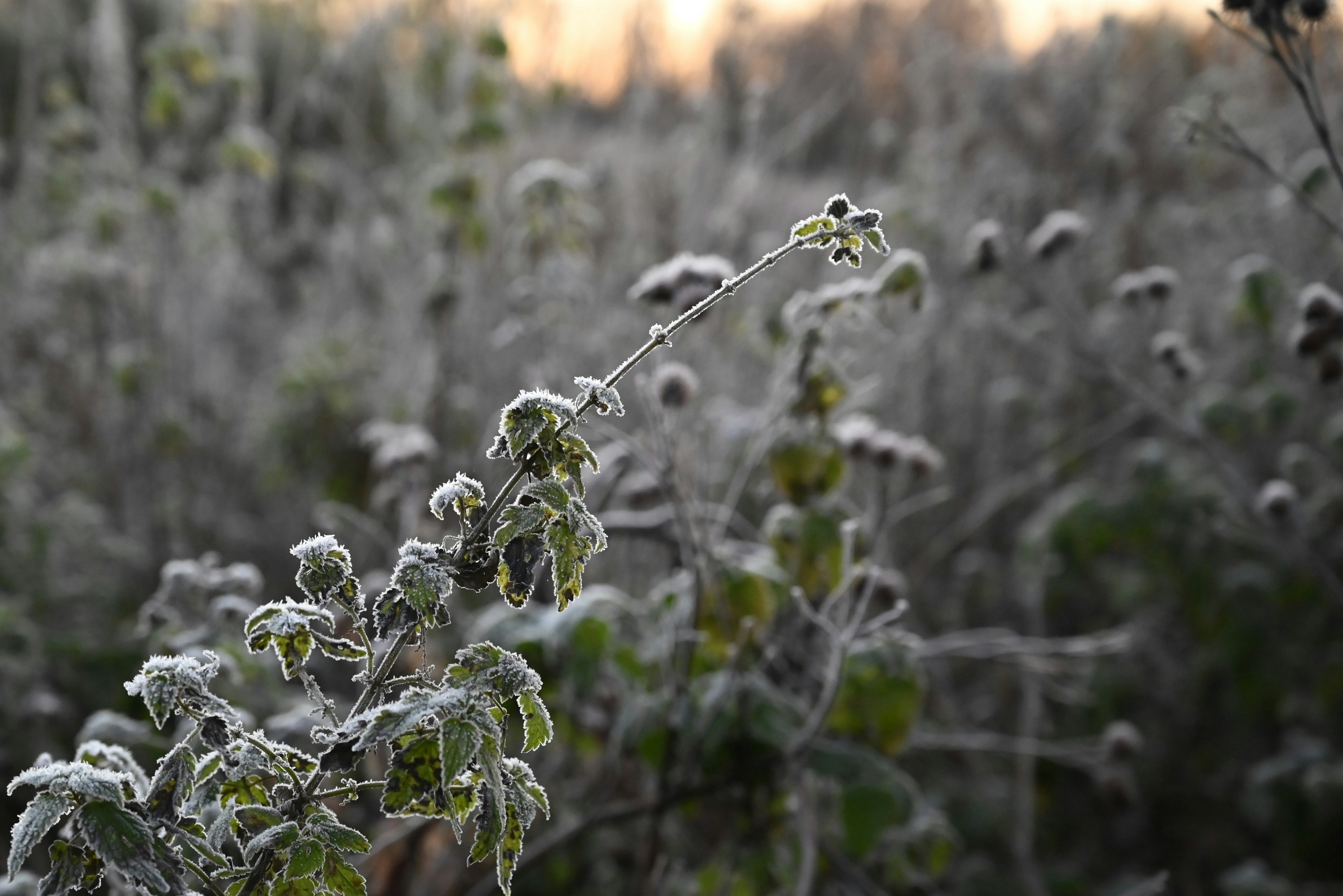 Frosted Ferns at Dawn: A Quiet Verge in Silvery Light