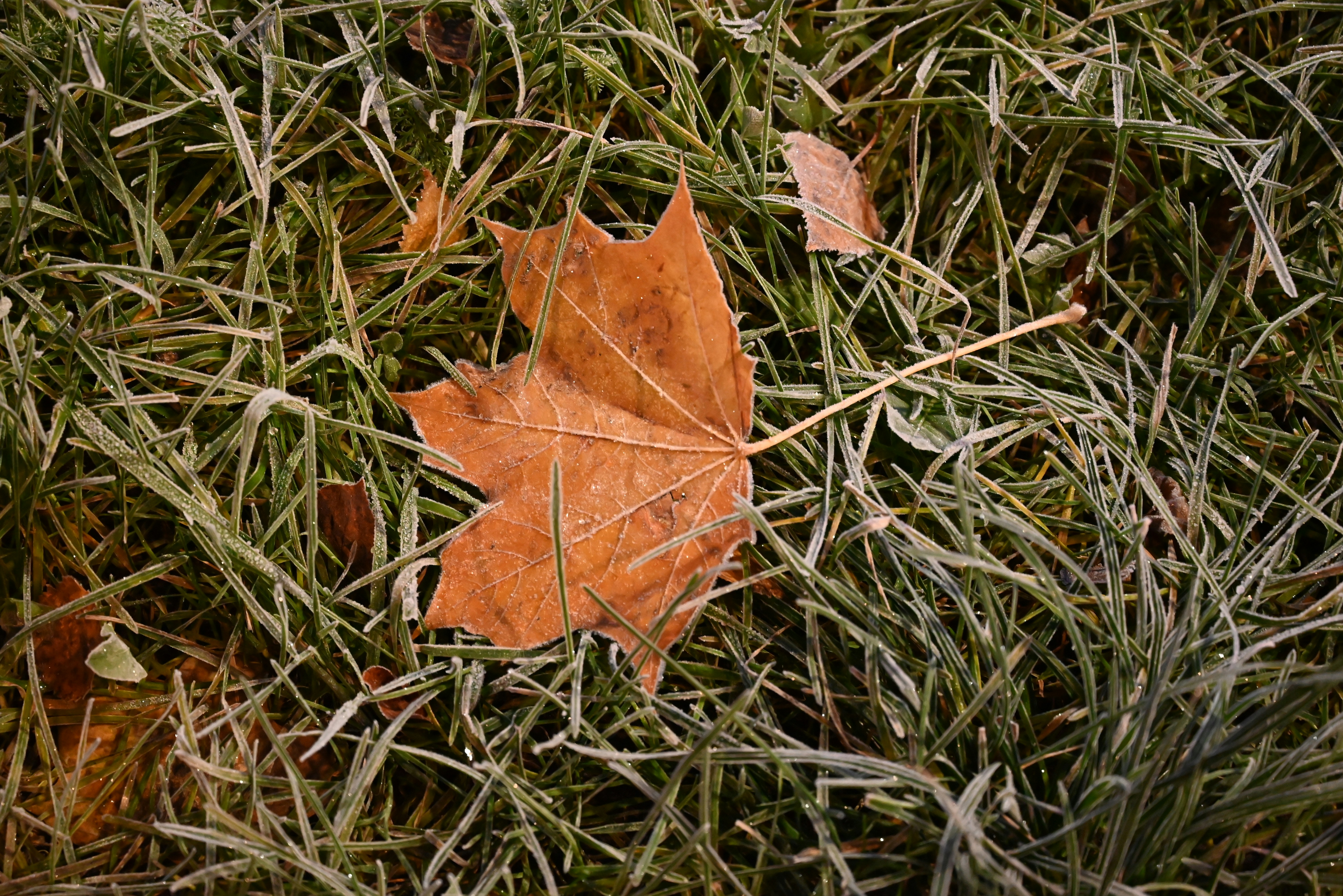 Orange maple leaf rests on frosty grass, highlighting seasonal texture and contrast.