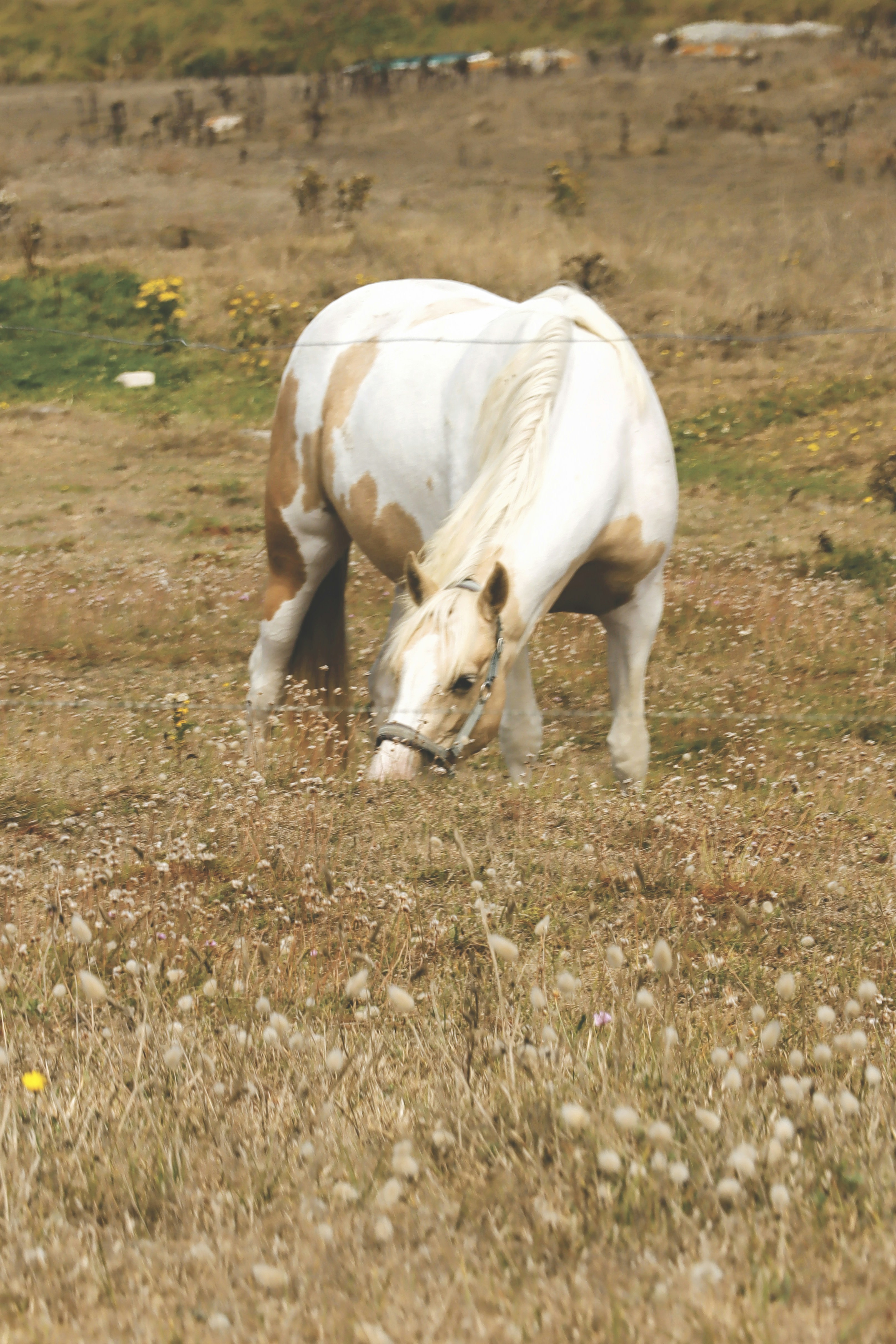 Sunlit equine in a wildflower field