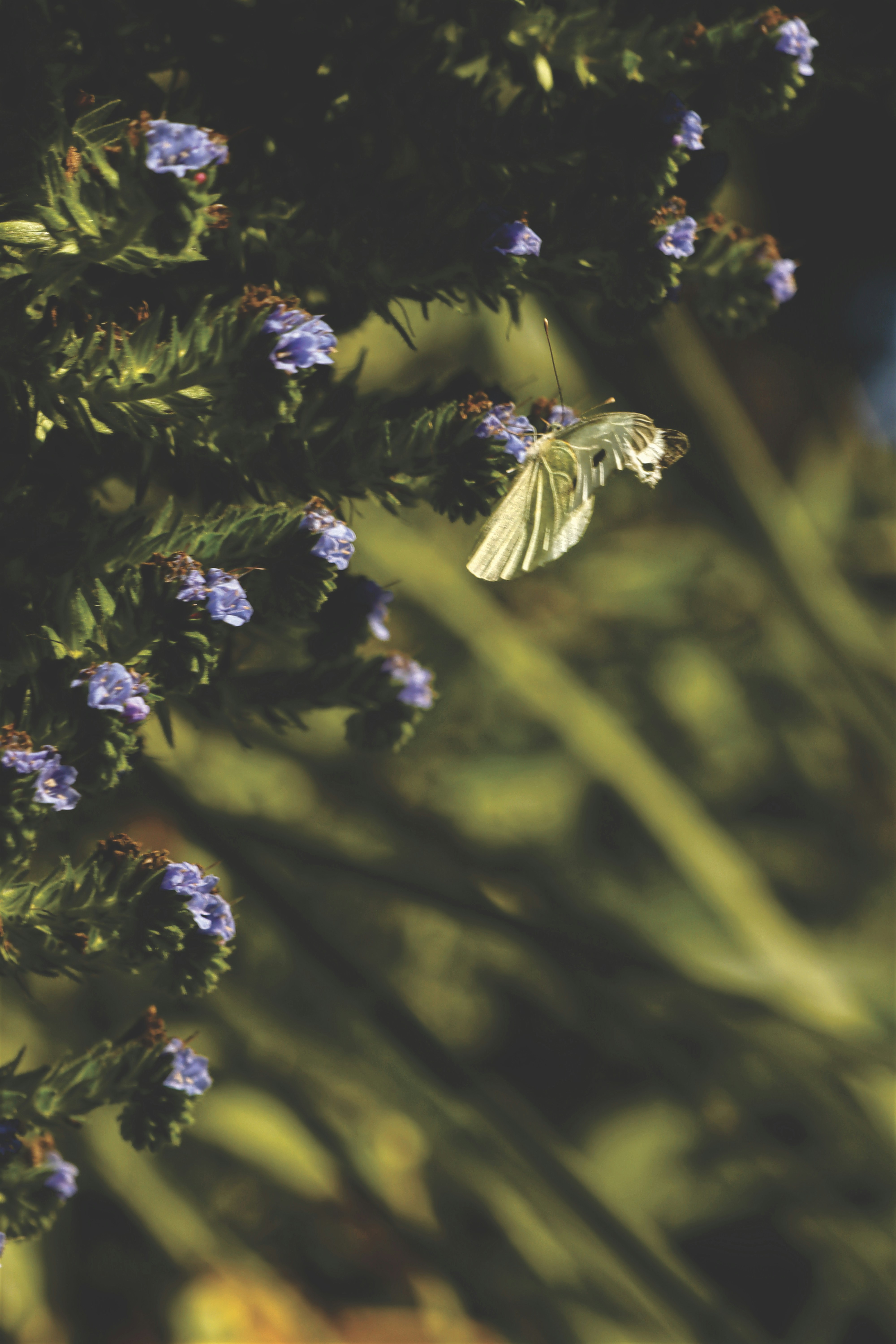 Dusk Bloom: a butterfly perched on violet blooms