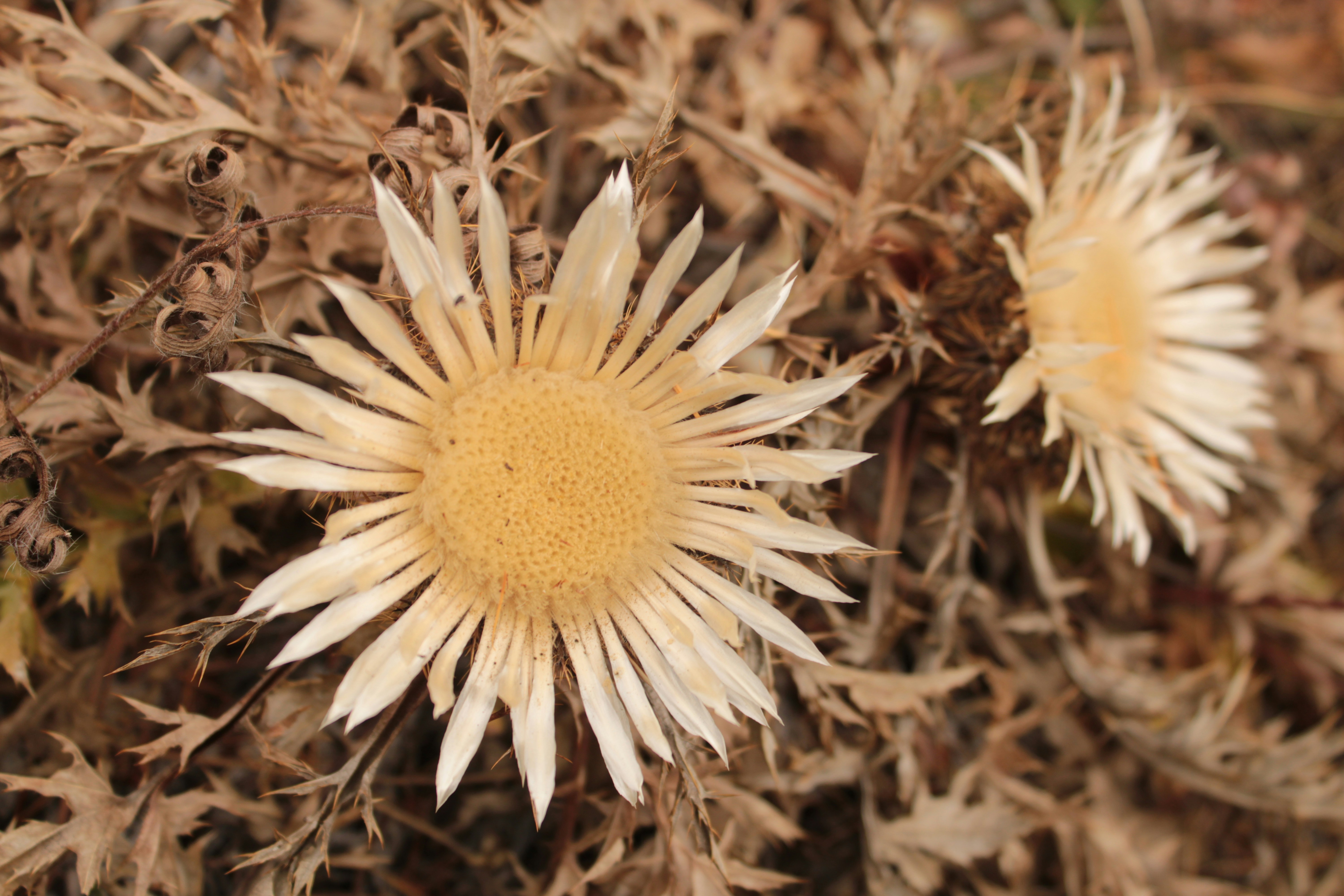 Desert Bloom in Sepia Light