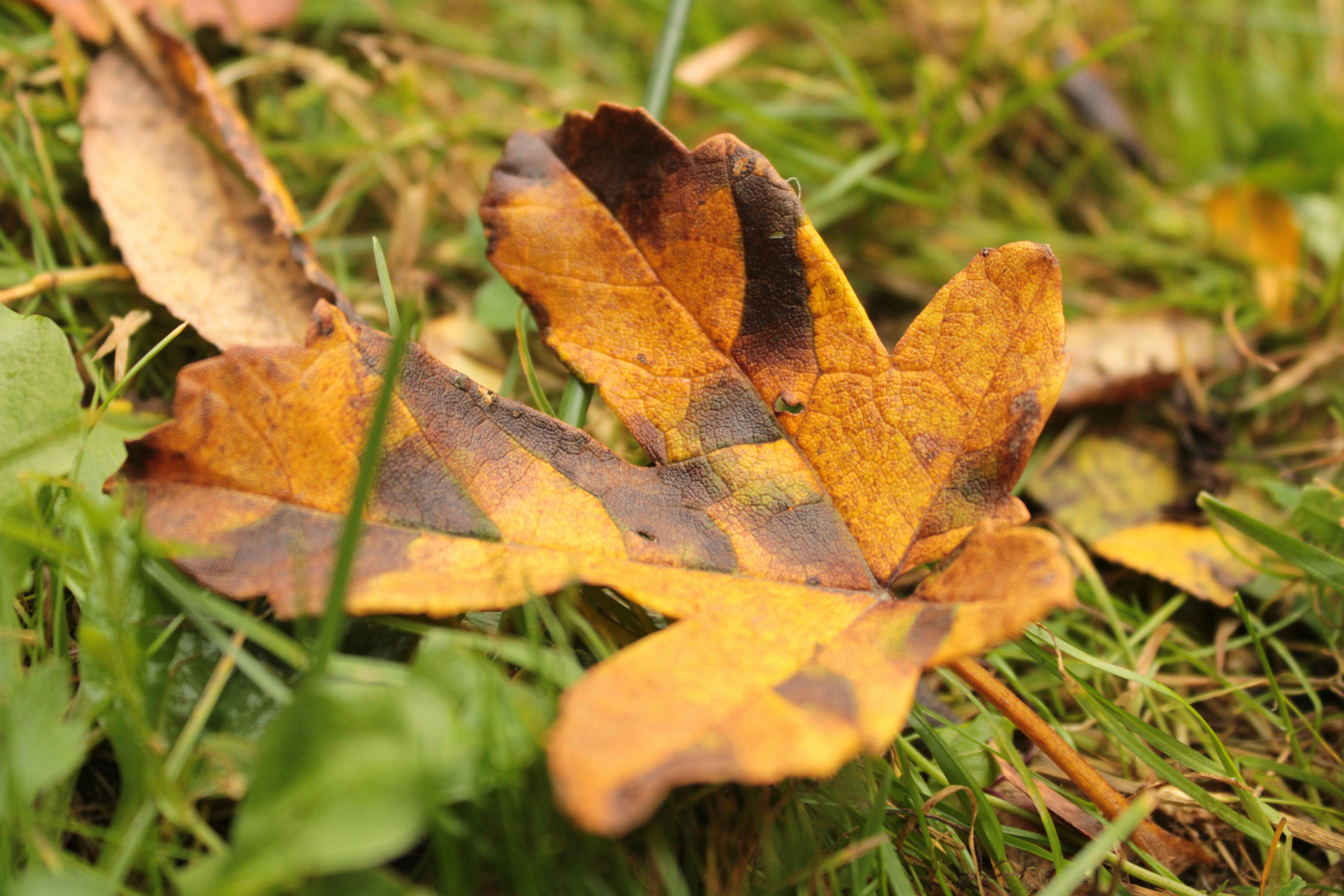 Autumn Leaf Unfolded in Dewy Grass