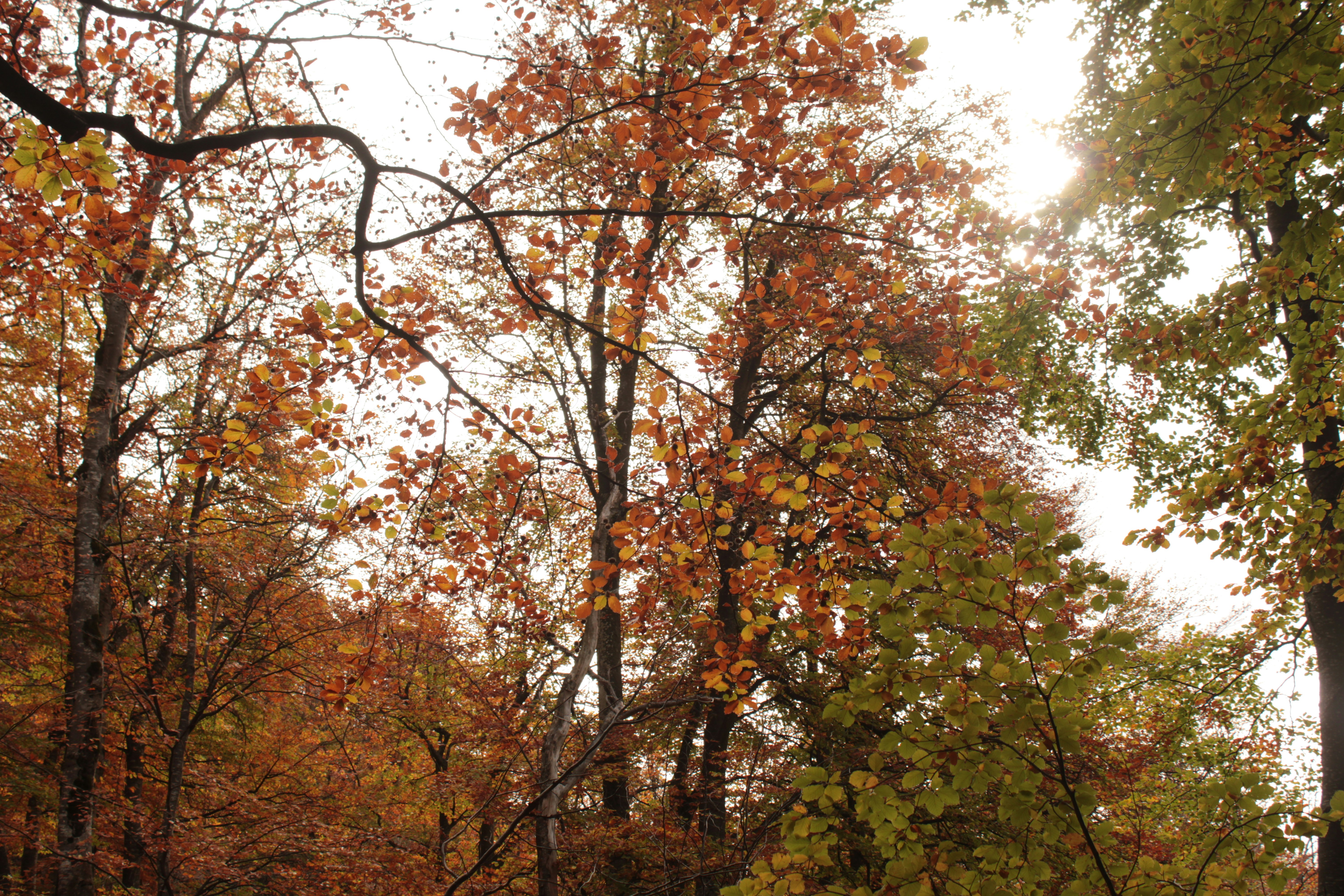 Autumnal trees with orange and green leaves fill the frame, capturing a sunlit moment in a forest canopy.