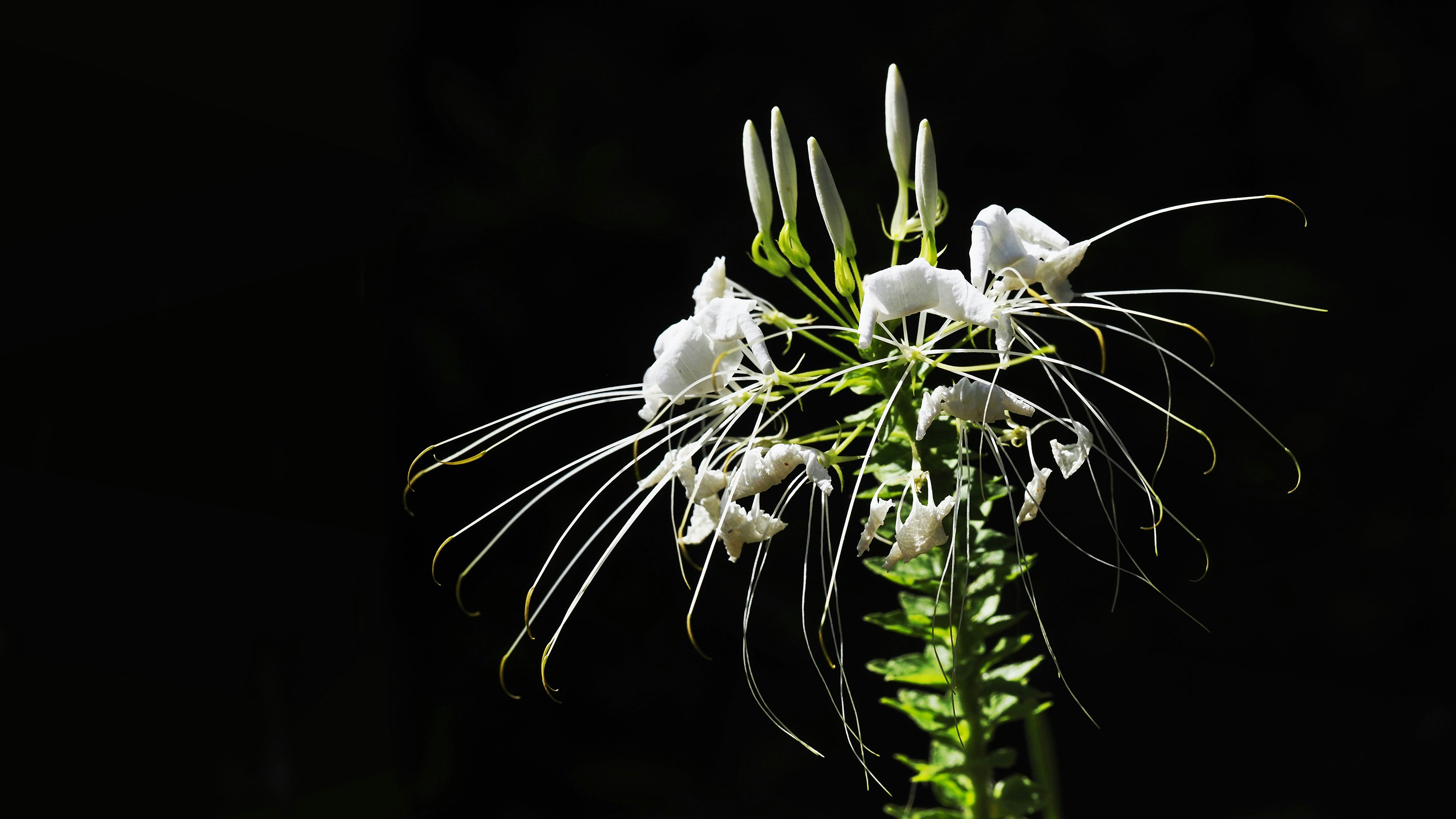 White flowering bloom with long filamentous petals set against dark background, showcasing intricate detail of the inflorescence.