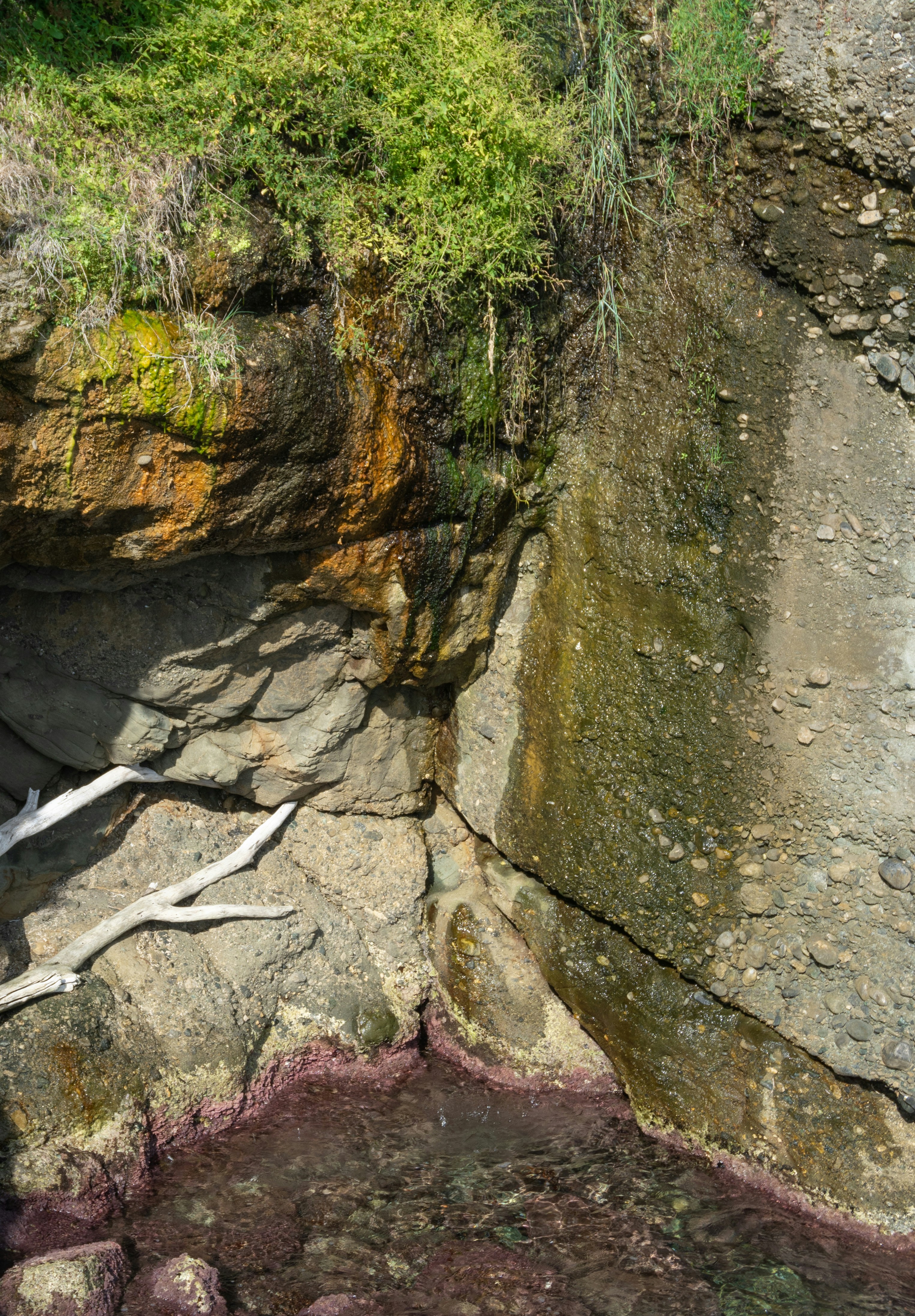 Driftwood at the Edge: Moss, Rock and Stagnant Tide