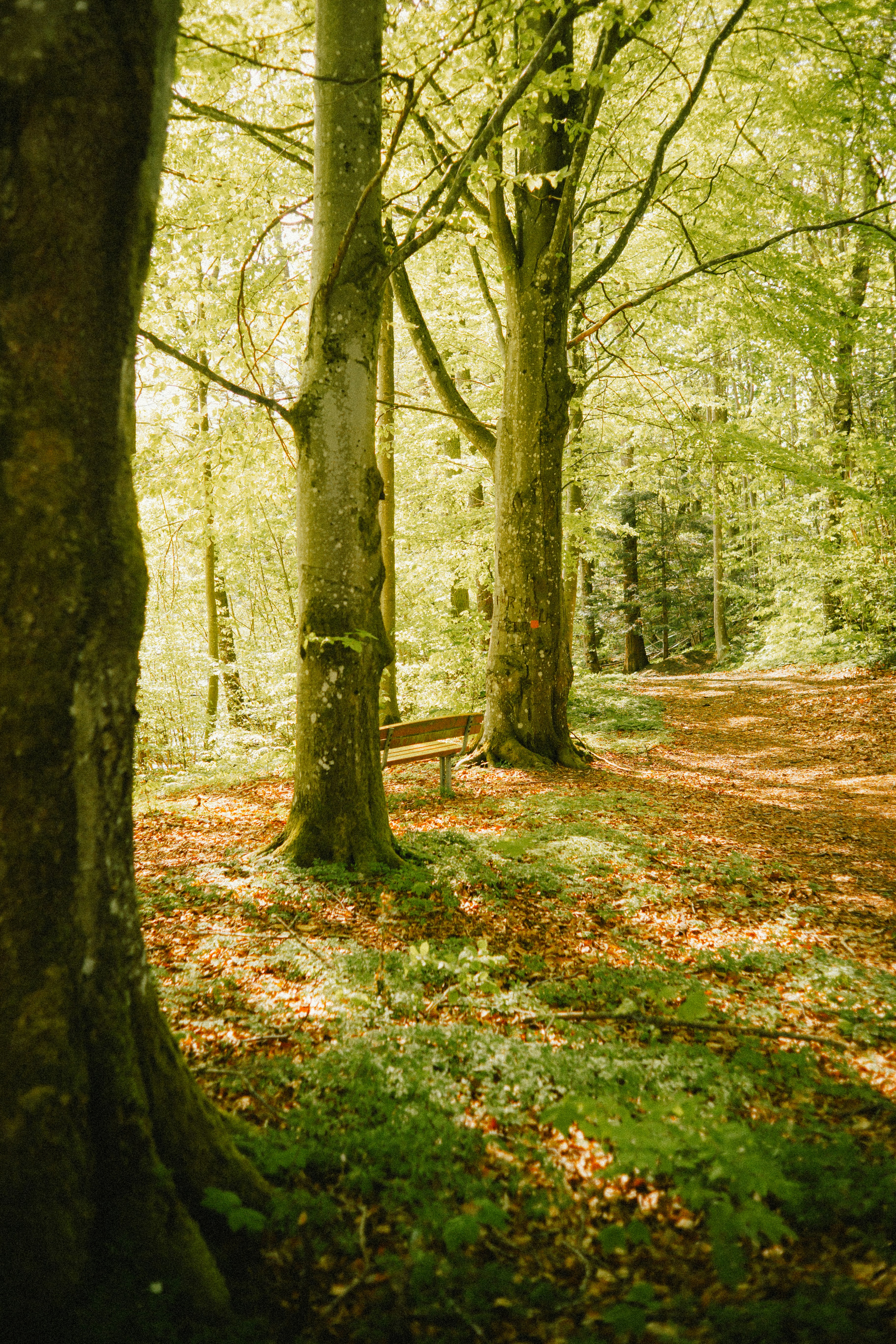 Sunlit Clearing: A Quiet Bench Beneath Autumnal Trees
