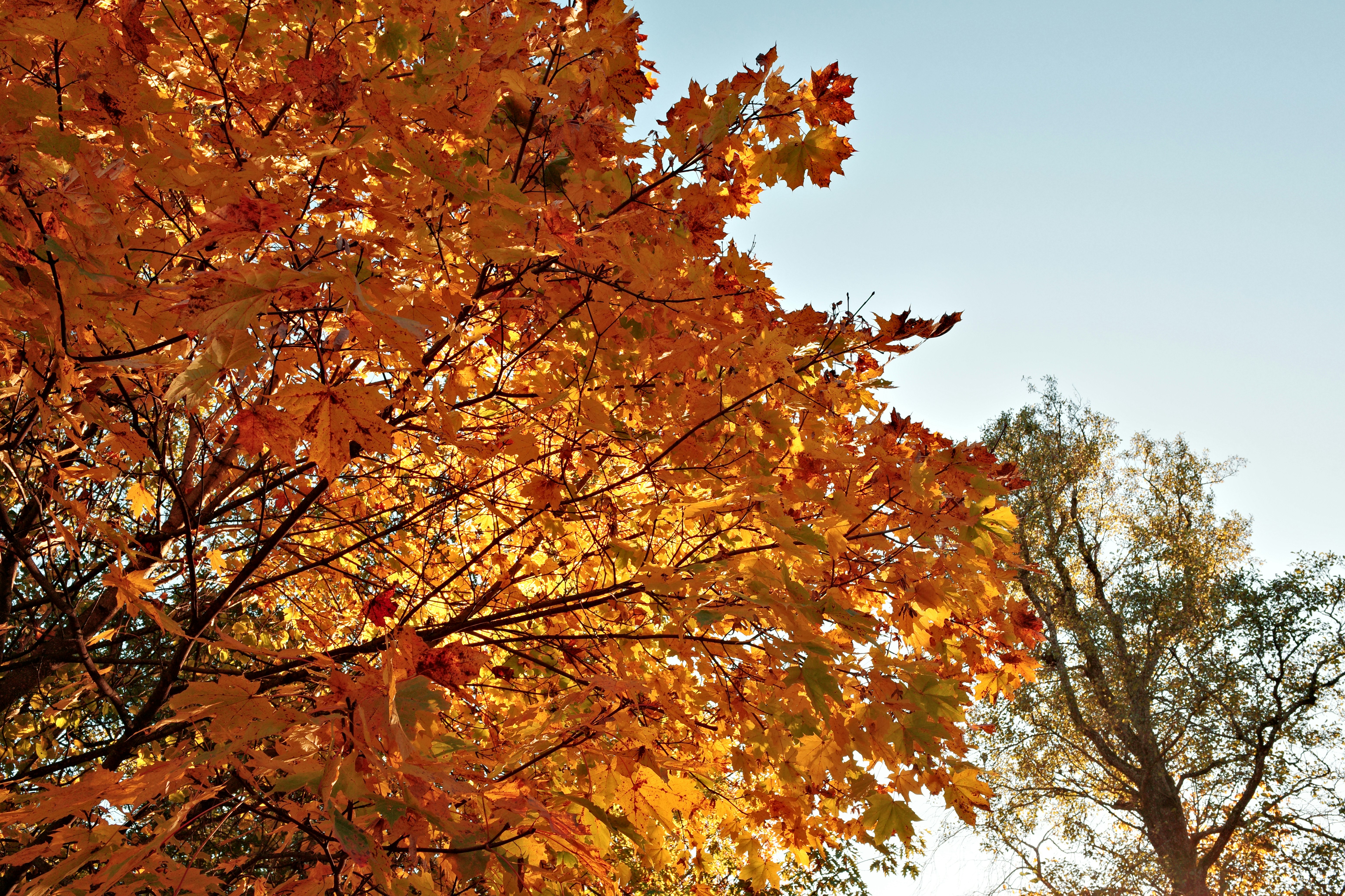 Amber Cascade: Autumn Leaves Against a Clear Sky