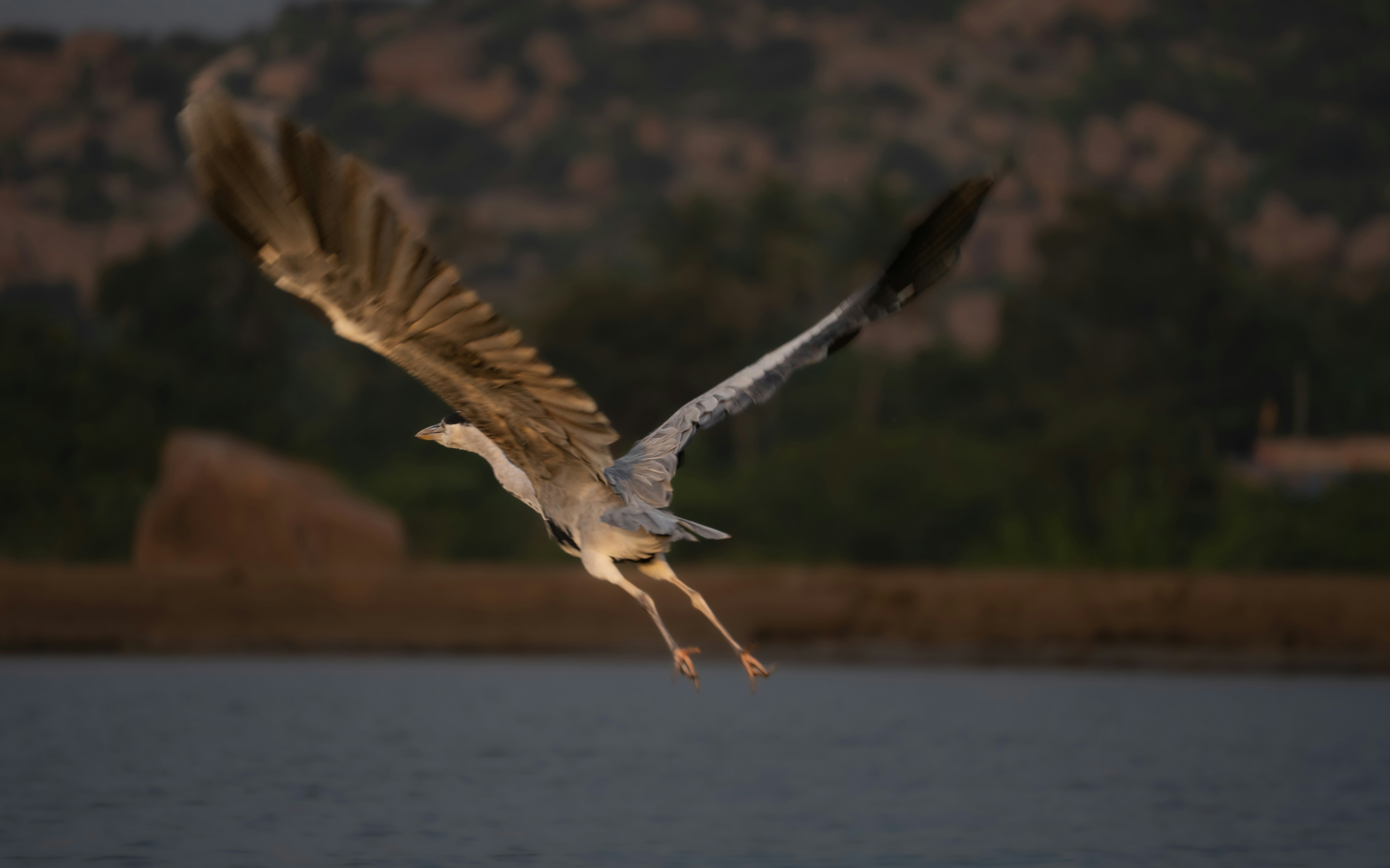 Alighting Focus: A Red‑Winged Heron Soars Over Quiet Water
