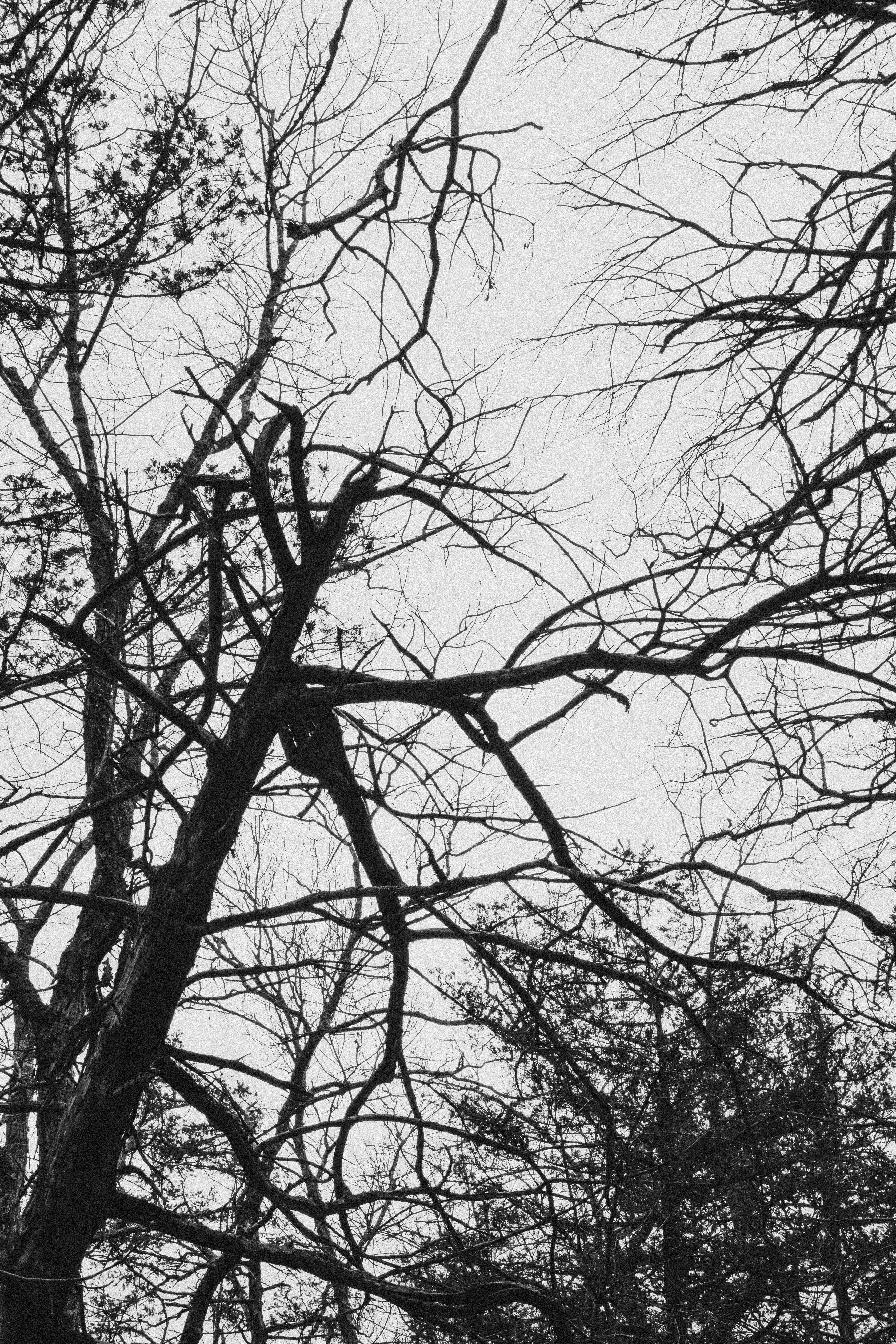 Bare Branches Against the Sky: An Abstract Tangle