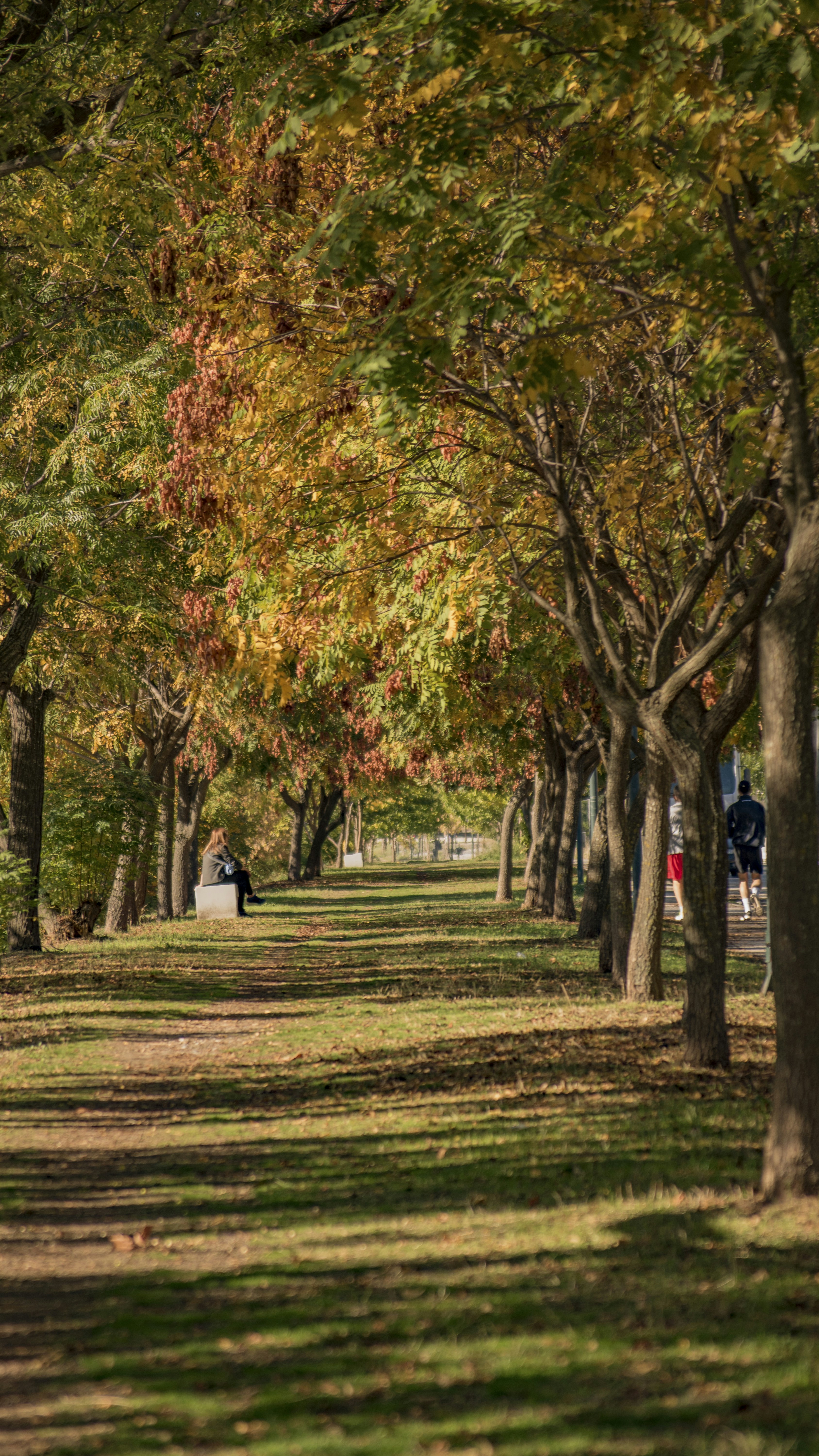 Autumn Avenue: Sunlit Pathway Beneath Trees of Gold and Green