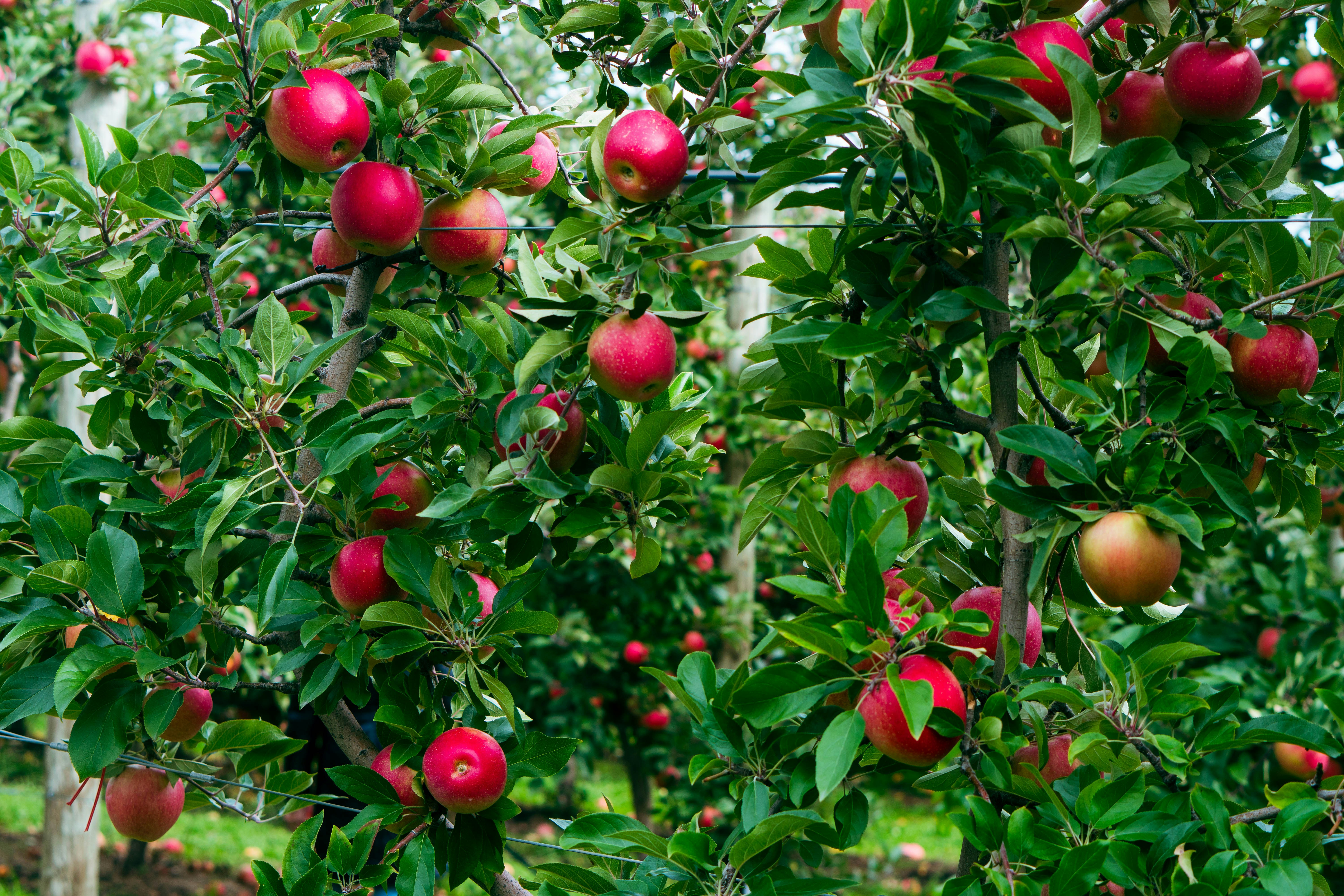 Close-up of red apples on a tree