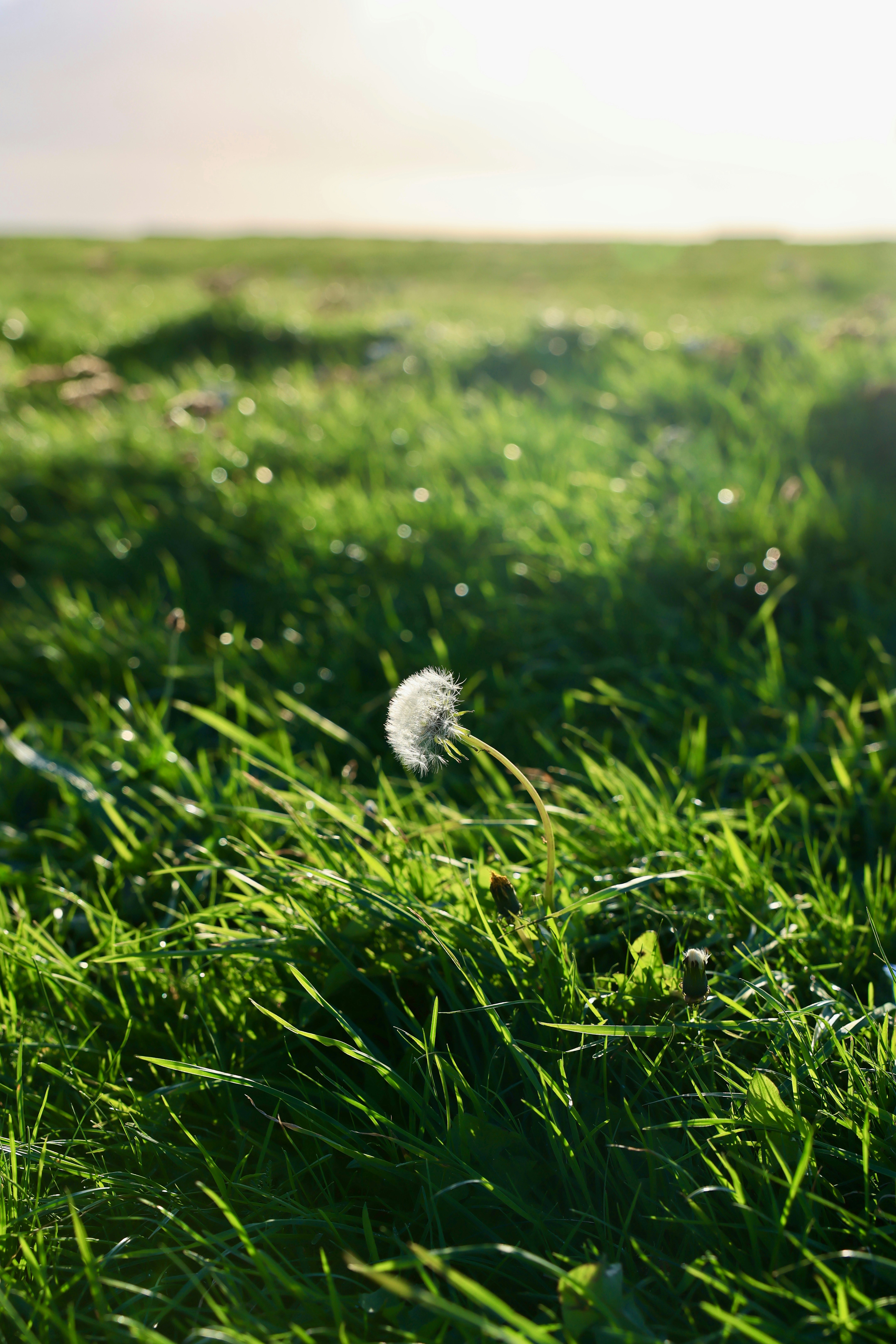 A single dandelion seed head in a lush green meadow under warm low sun