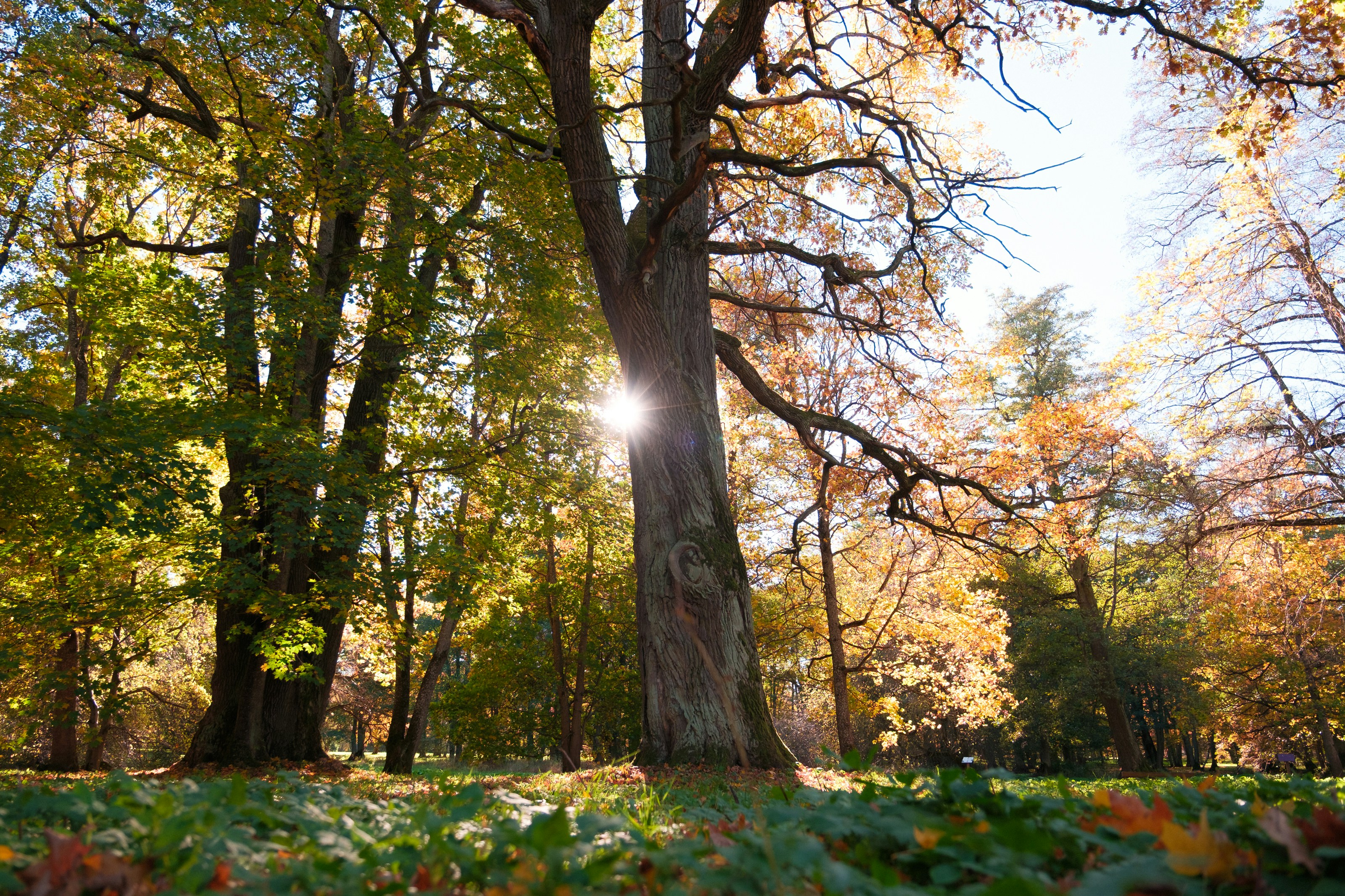 Sunlit Ancients: Oak and Emerald Light in Autumn Park