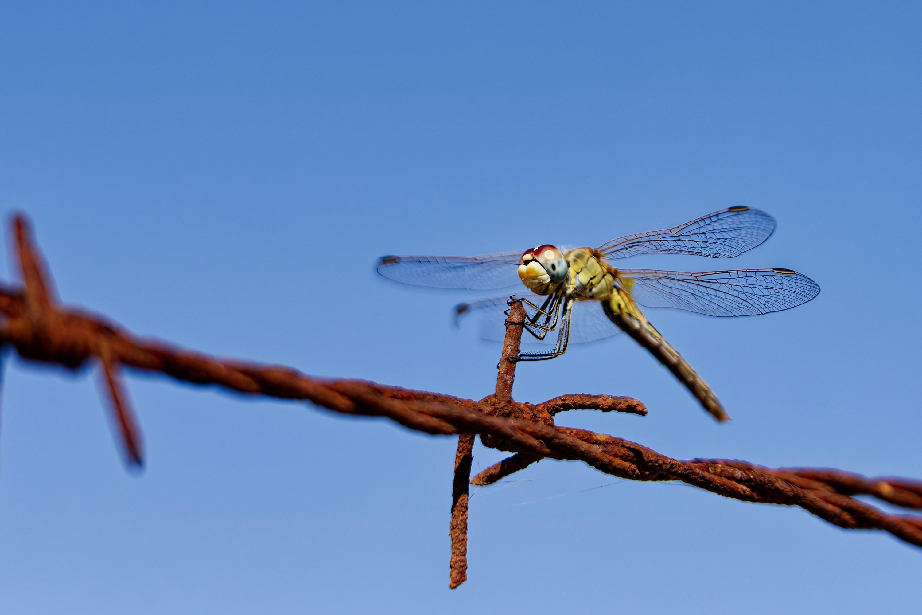 Dragonfly on Barbed Wire: A Close-Up of Fragile Color Against Steel