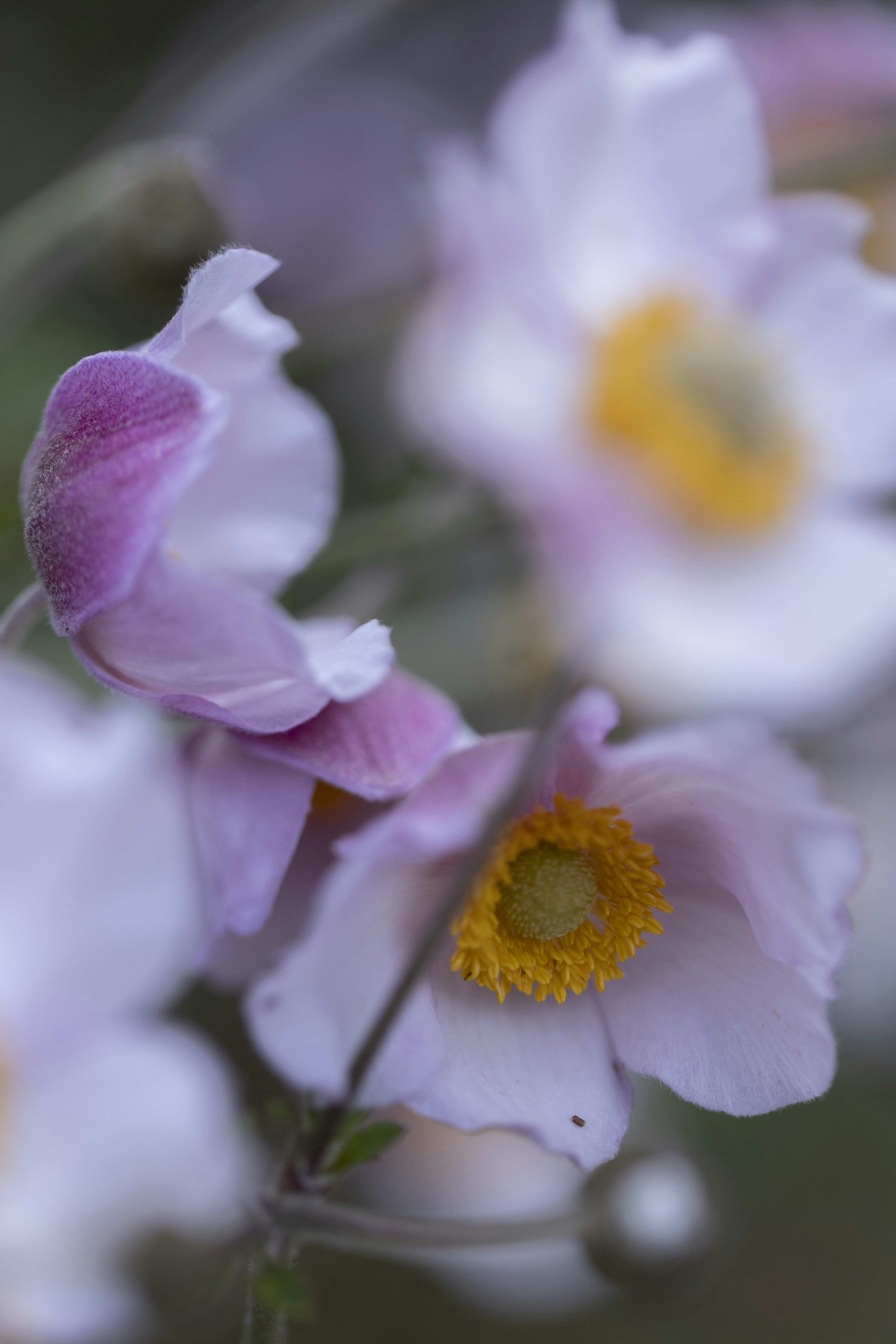 Soft Petal Portrait: Lavender Blooms in Whispered Light