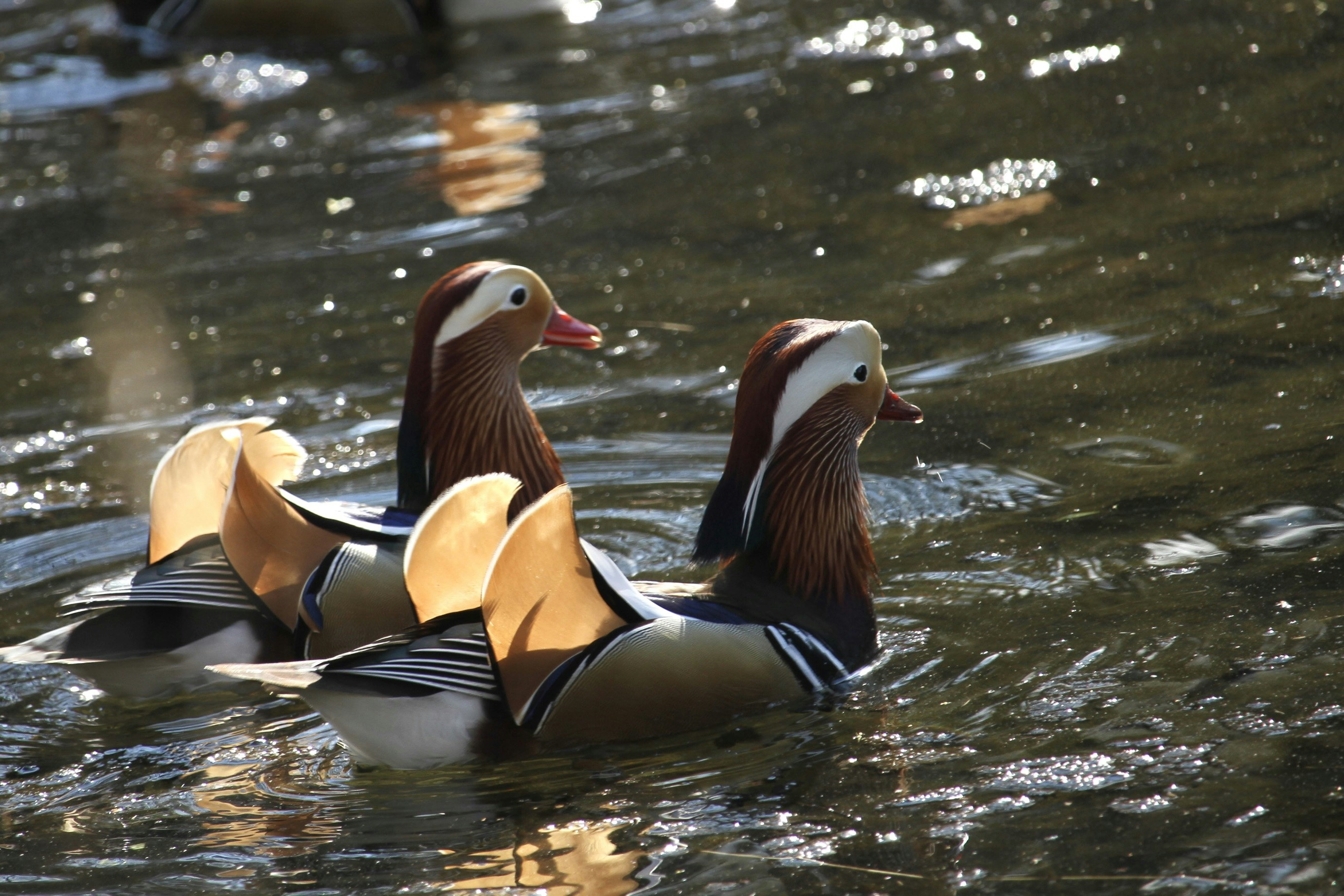 Twin Mandarin Ducks Drift in Quiet River Light