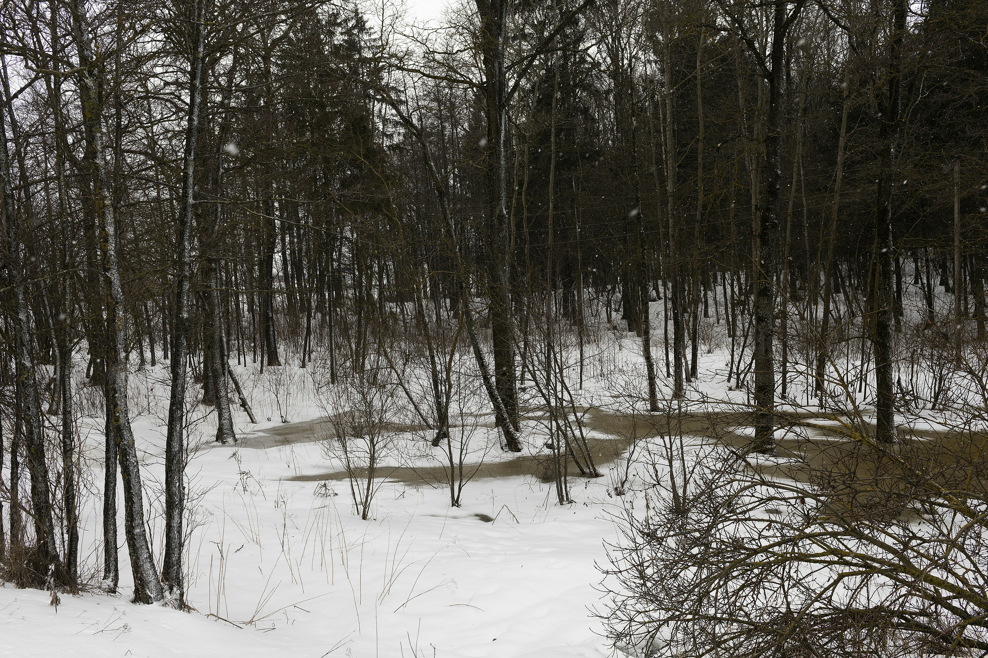 Snow-covered forest with a shallow, meandering stream; the scene emphasizes quiet, wintry texture and line of bare trunks.