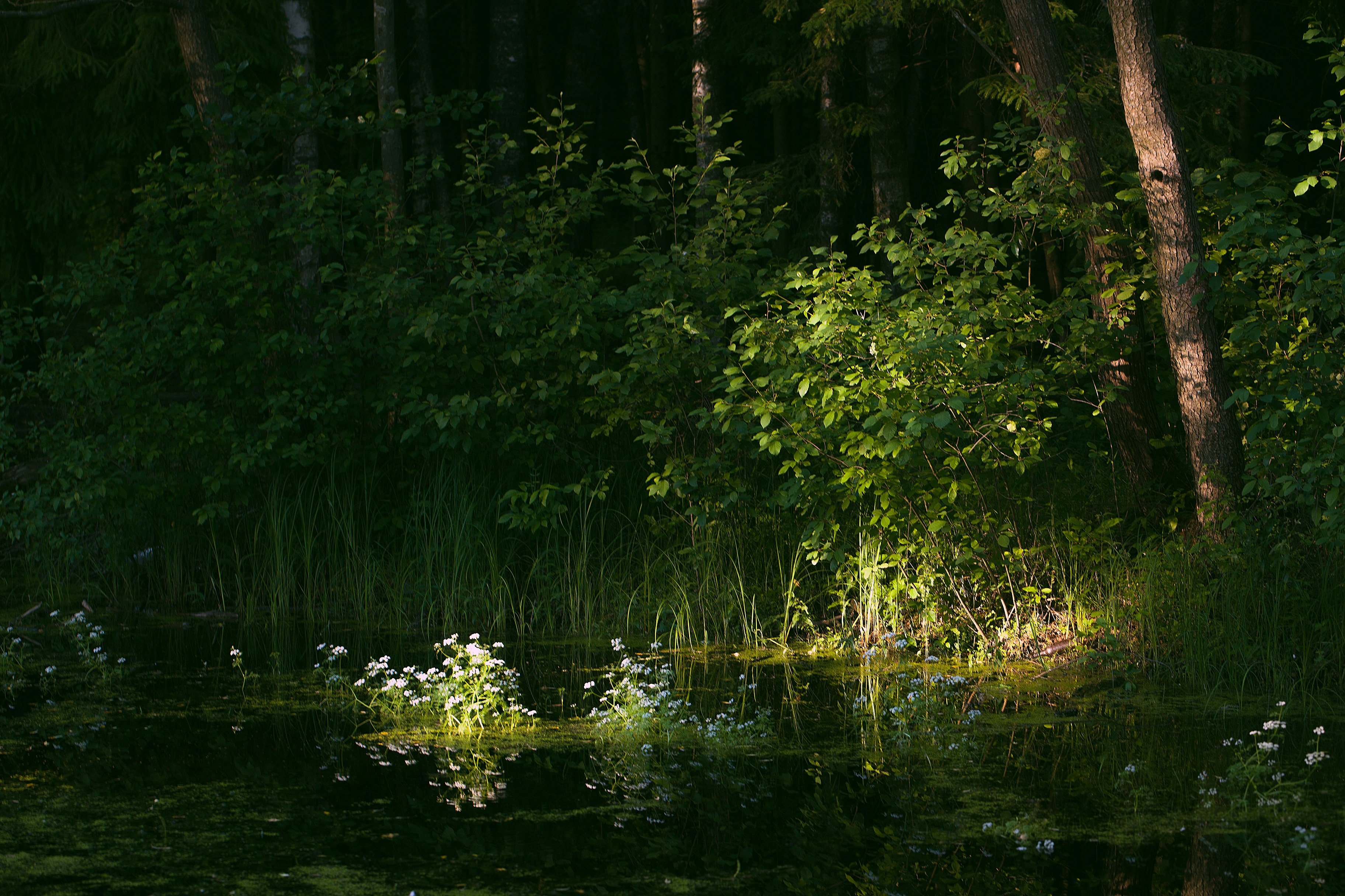Sunlit Margin: Dense Greenbank by the Quiet Water