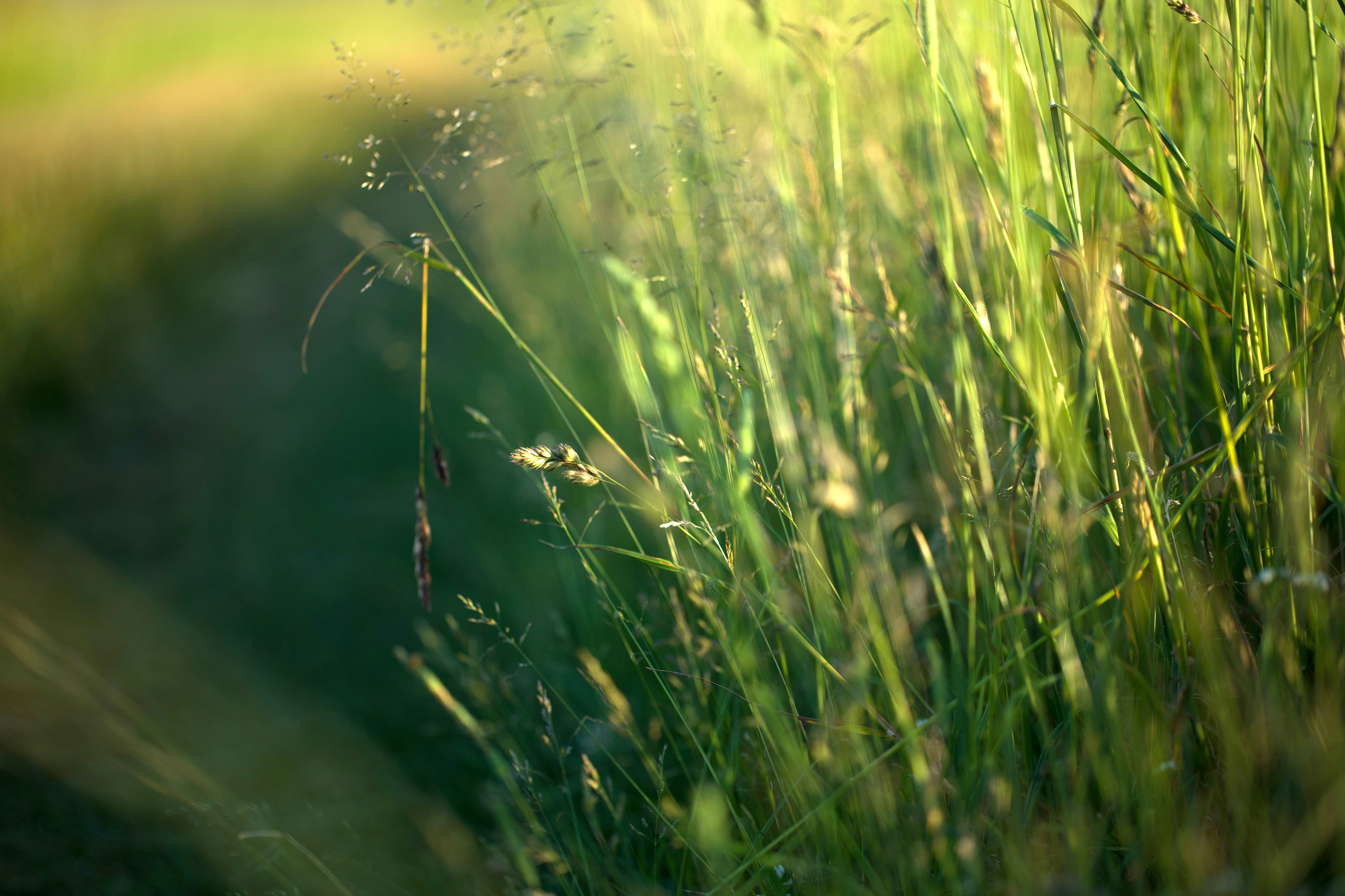 Golden Thread: Sunlit Grass Leaning Toward the Path