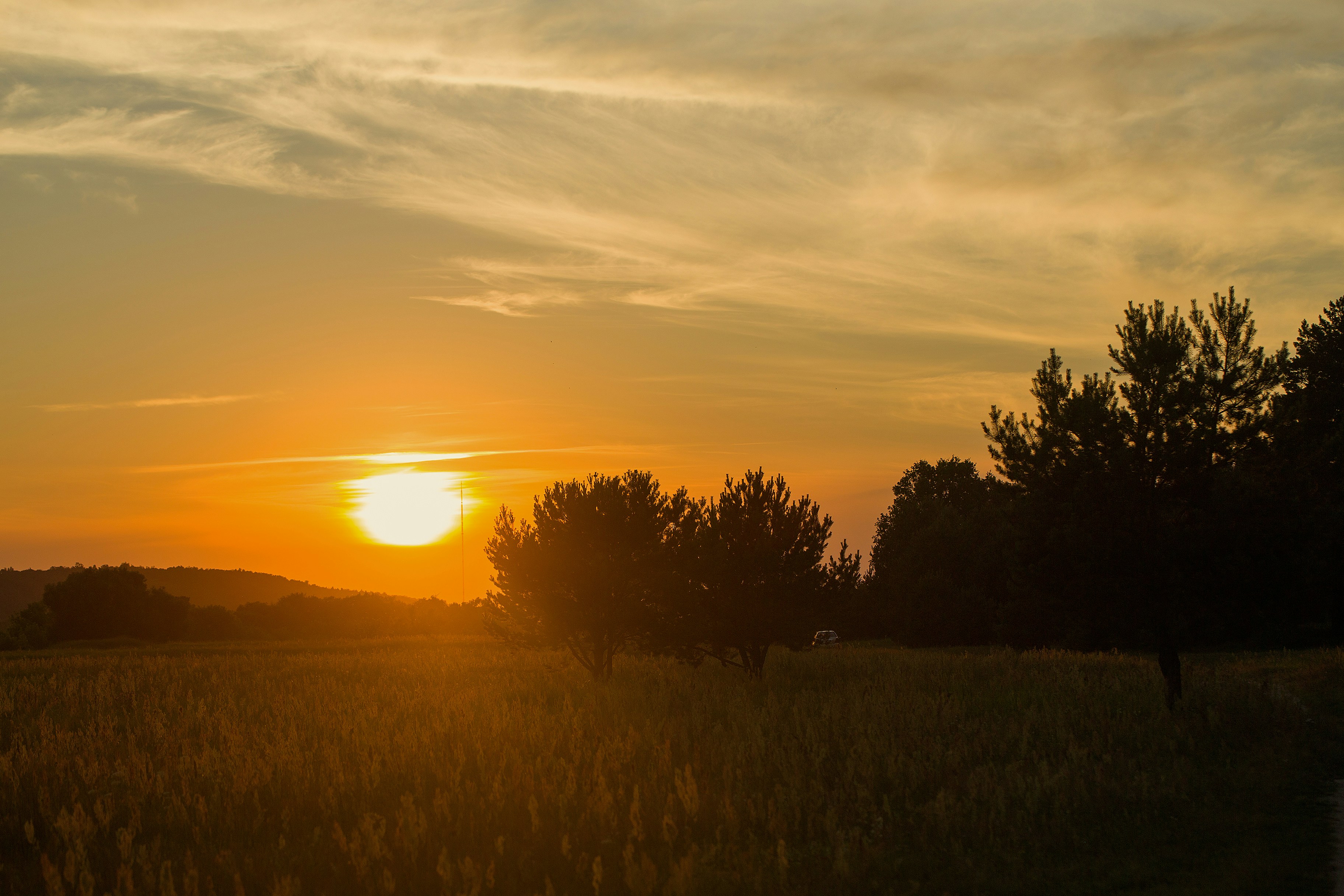 Sunlit Field at Dusk: A Quiet Horizon Framed by Trees