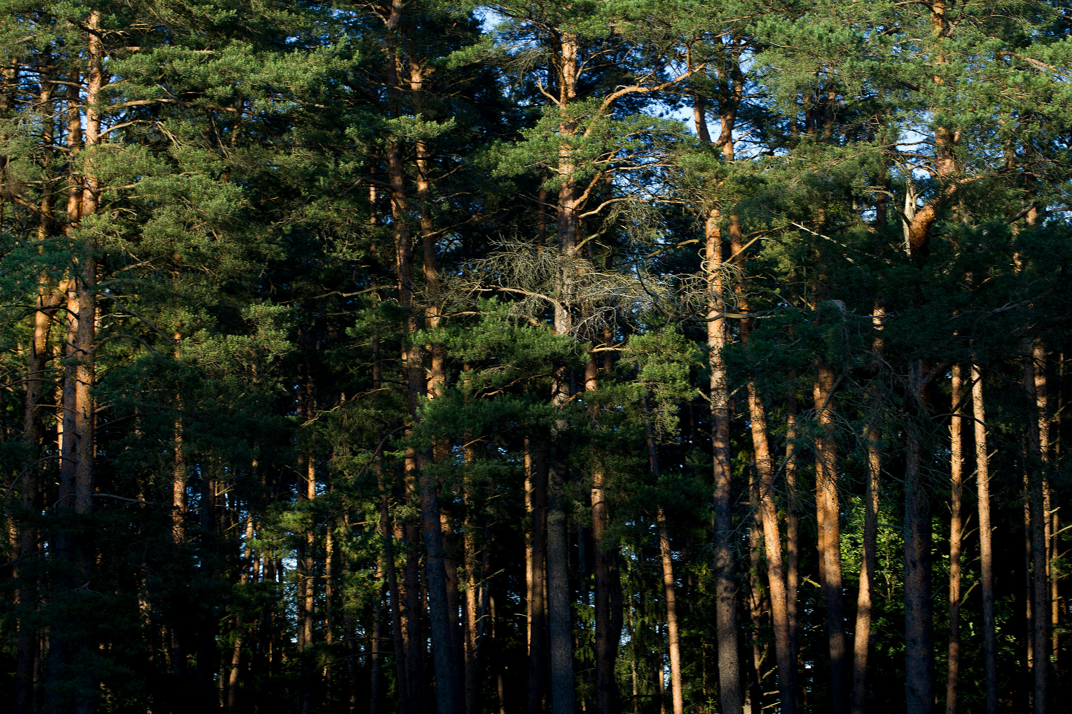 Sunlit Pines: Evening Light Weaves Through Tall trunks