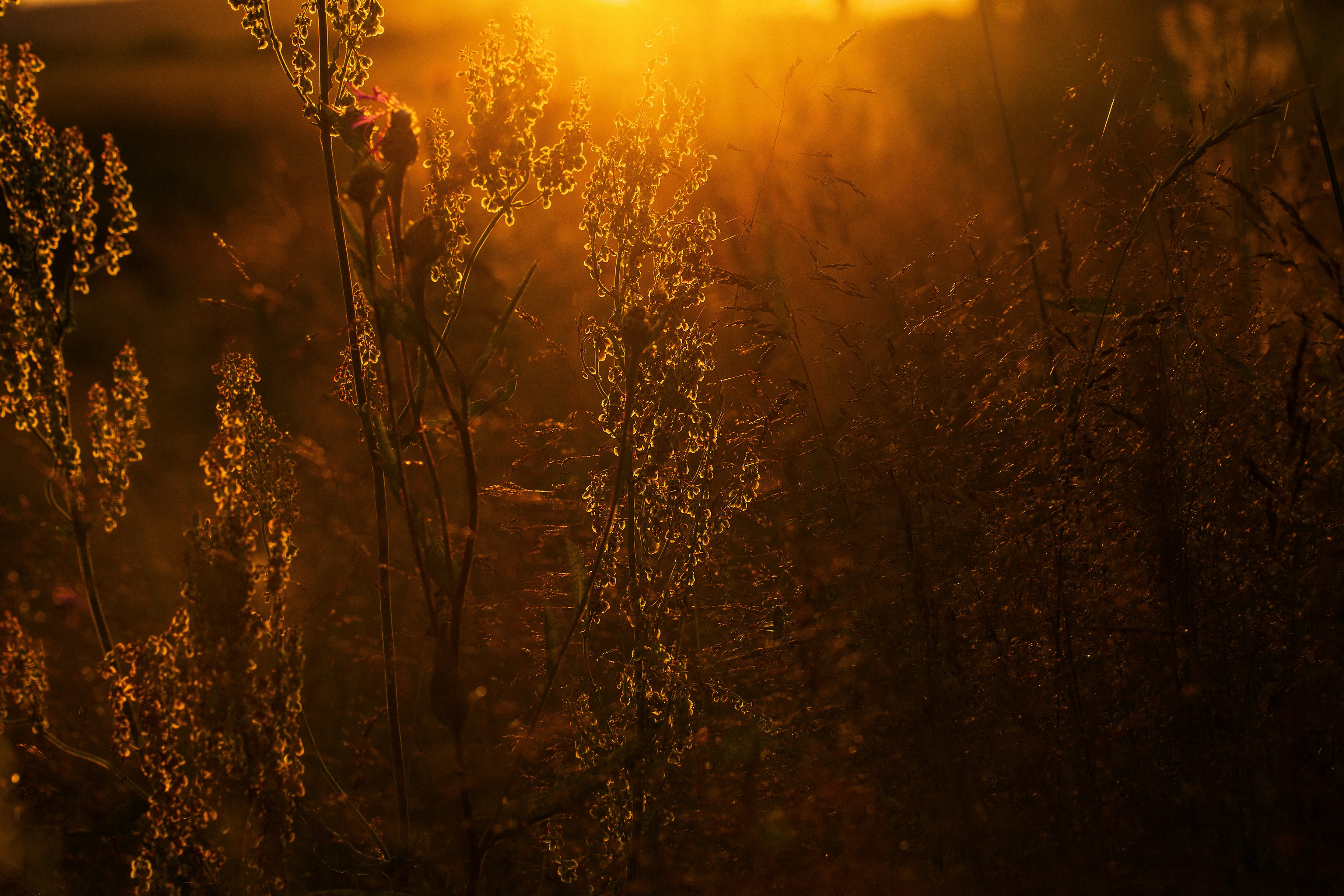 Gilded Edge of Dusk: Backlit Meadow in Quiet Sun