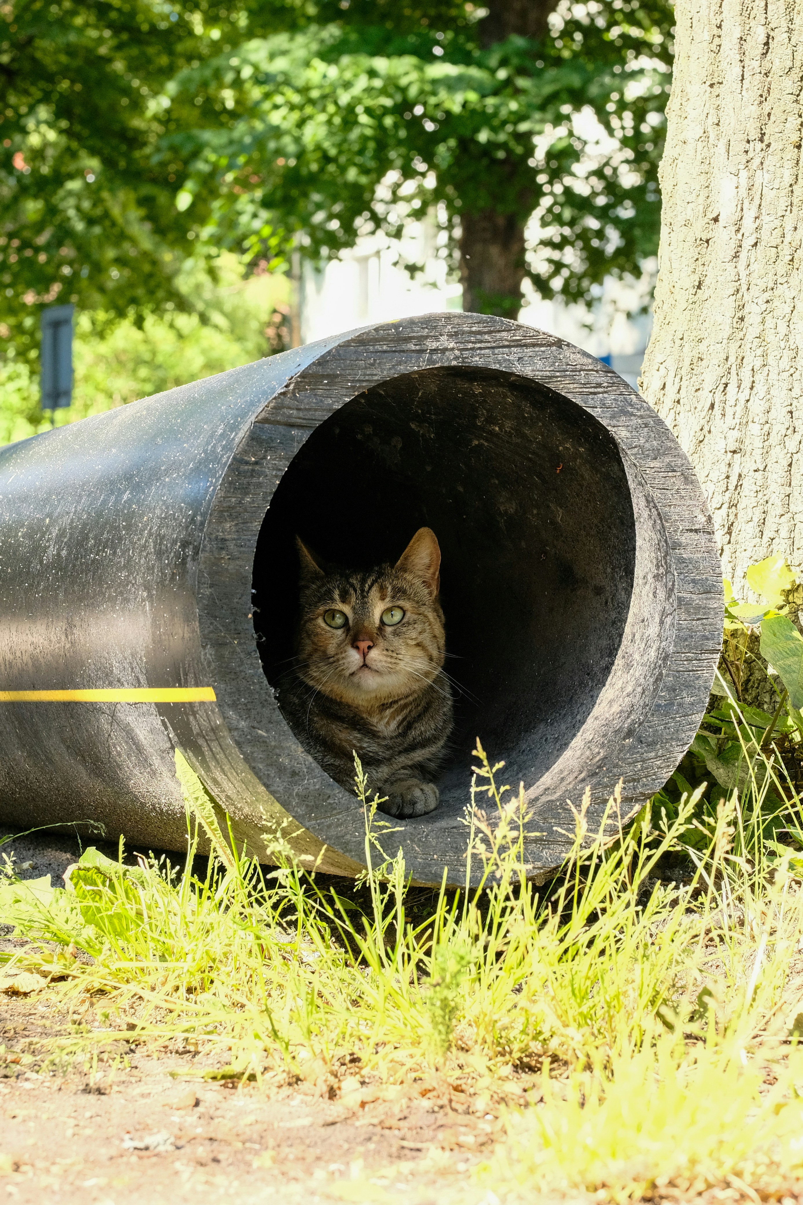 Cat in the Tunnel: Quiet Sentinel of the Pipe
