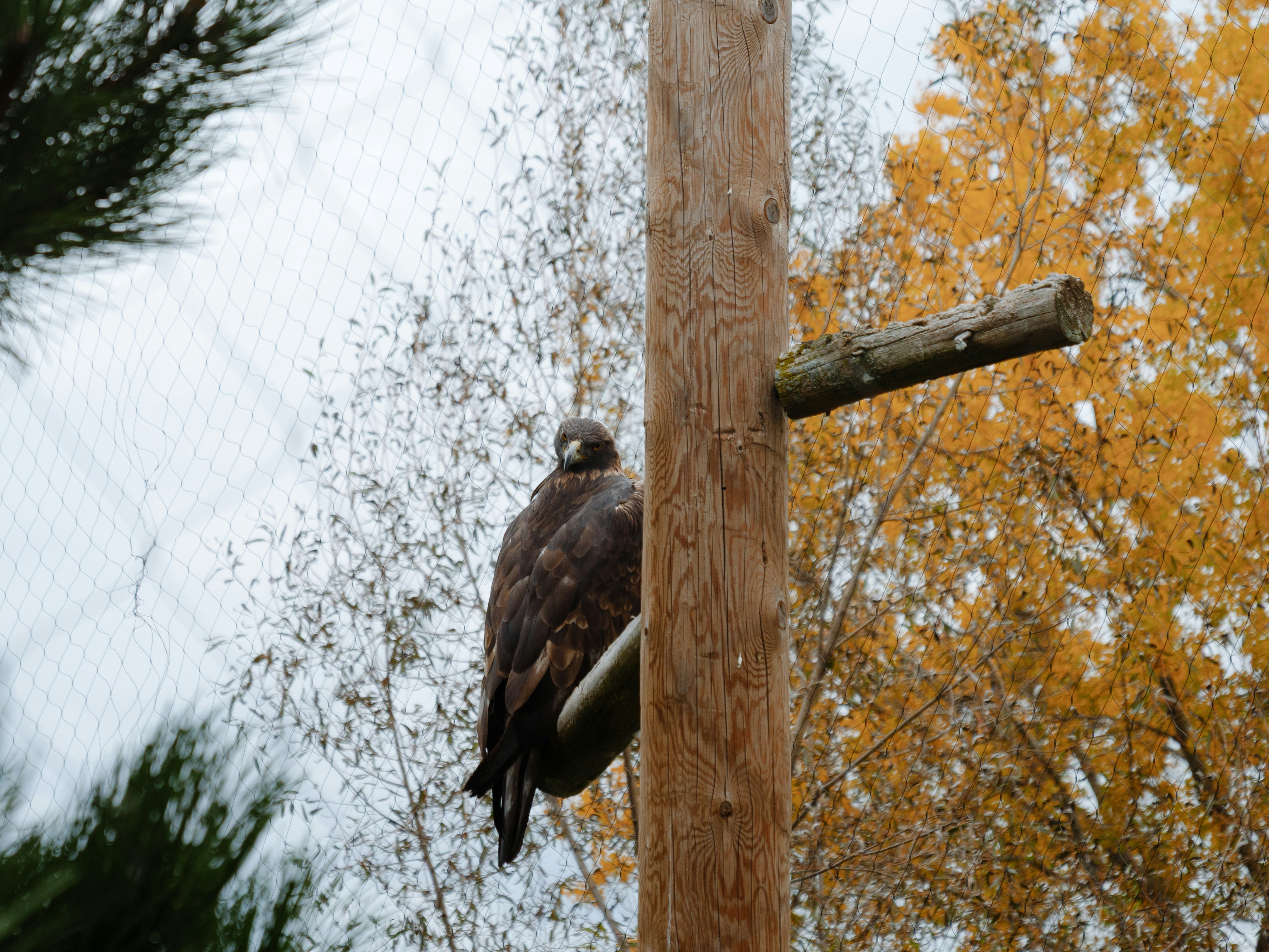 Bird on a Post: Autumn Nest in the Park