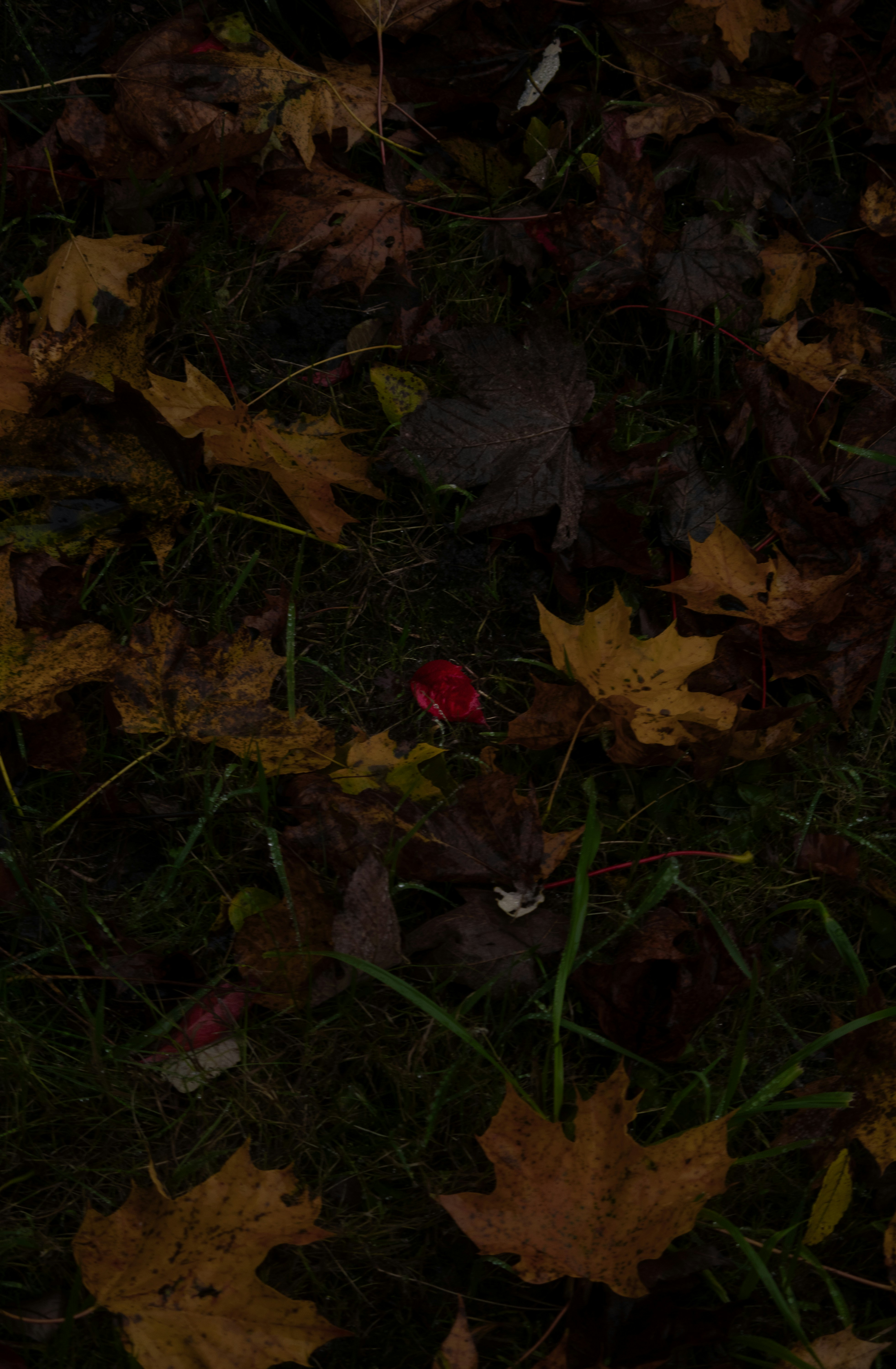 Dark ground covered with fallen autumn leaves and a single bright red petal near the center; shows a close-up of forest floor texture and subtle moisture.