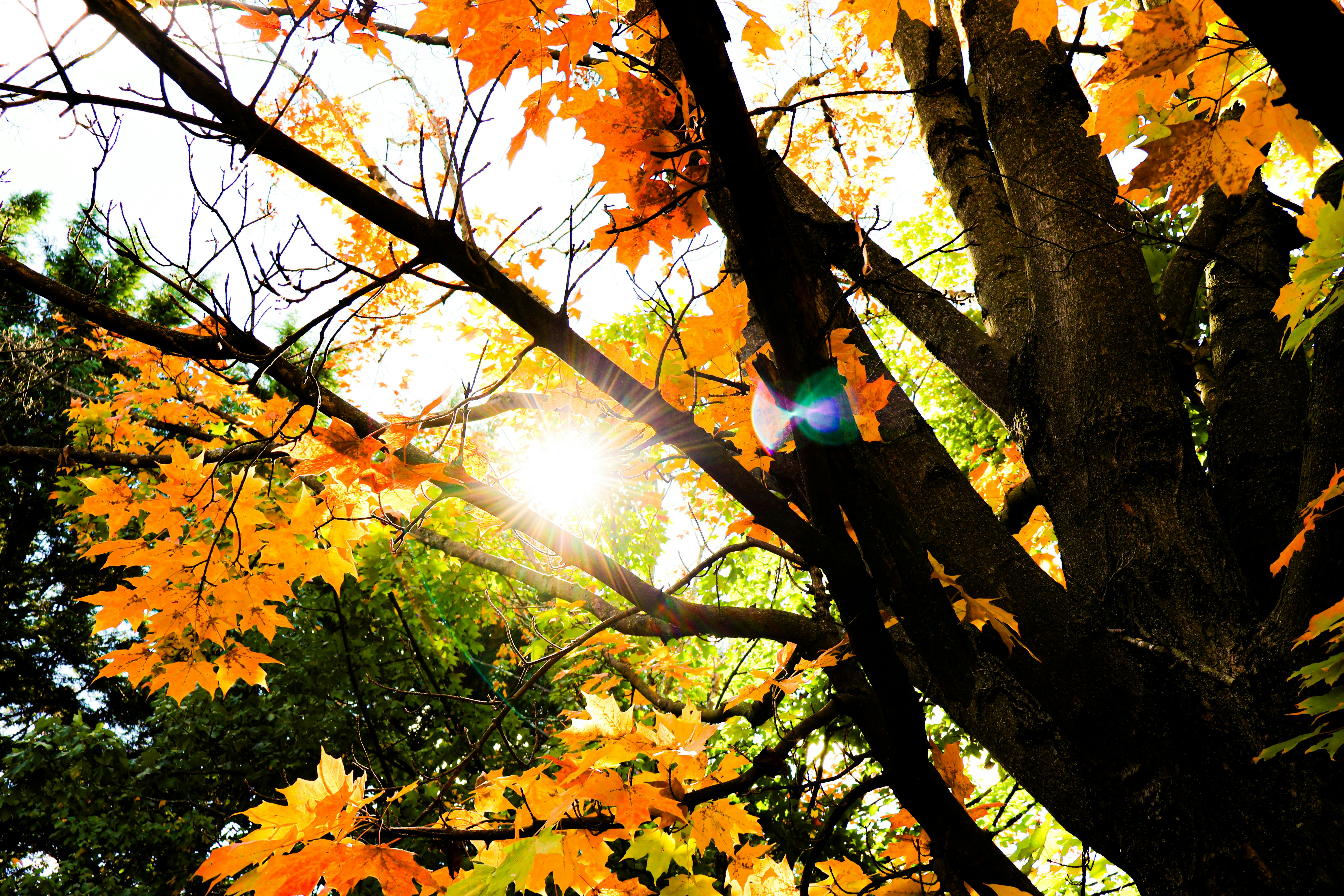 Sunlit maple canopy: autumn glow through twisting limbs