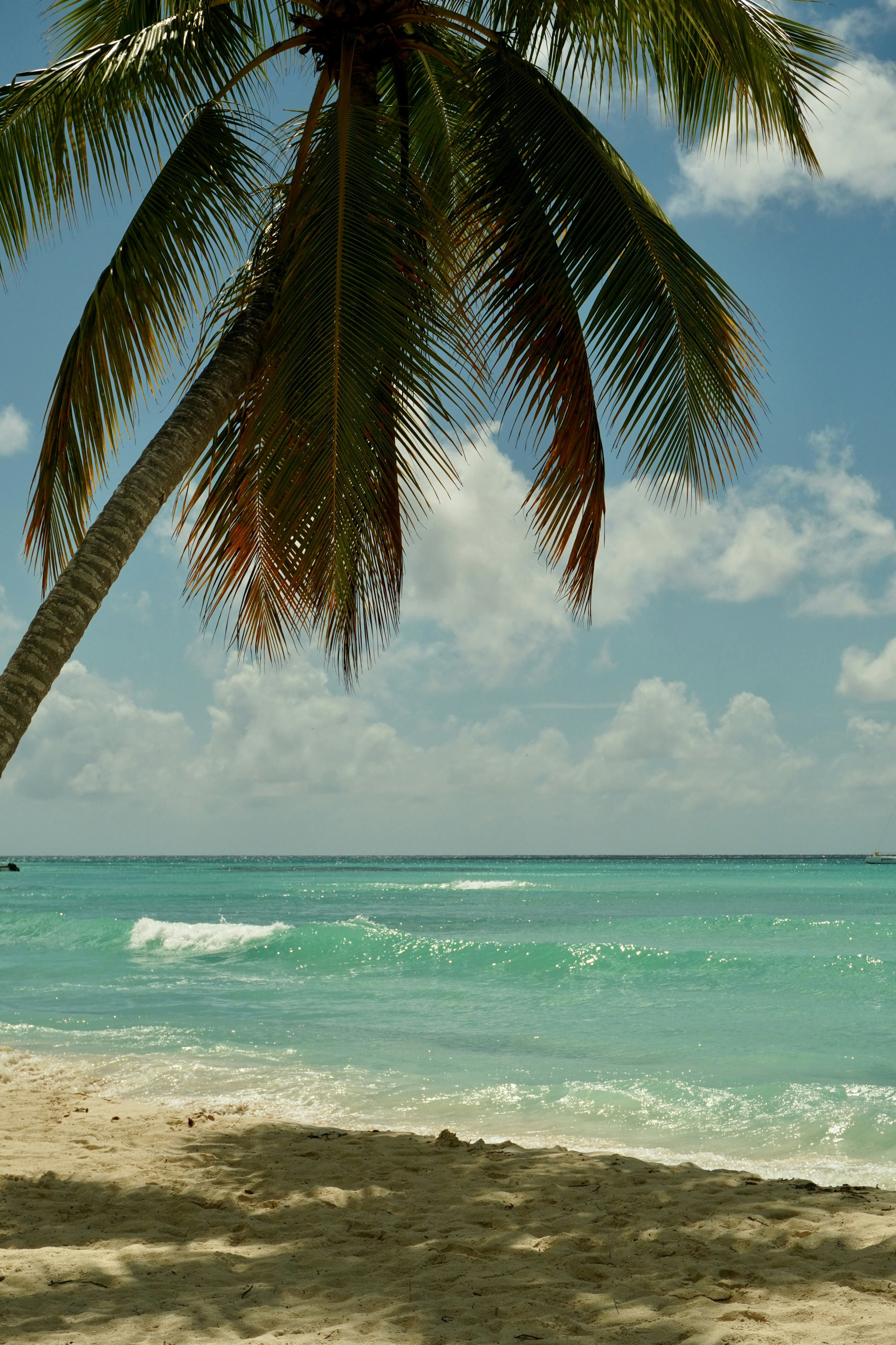 Palm Crown over Turquoise Shore