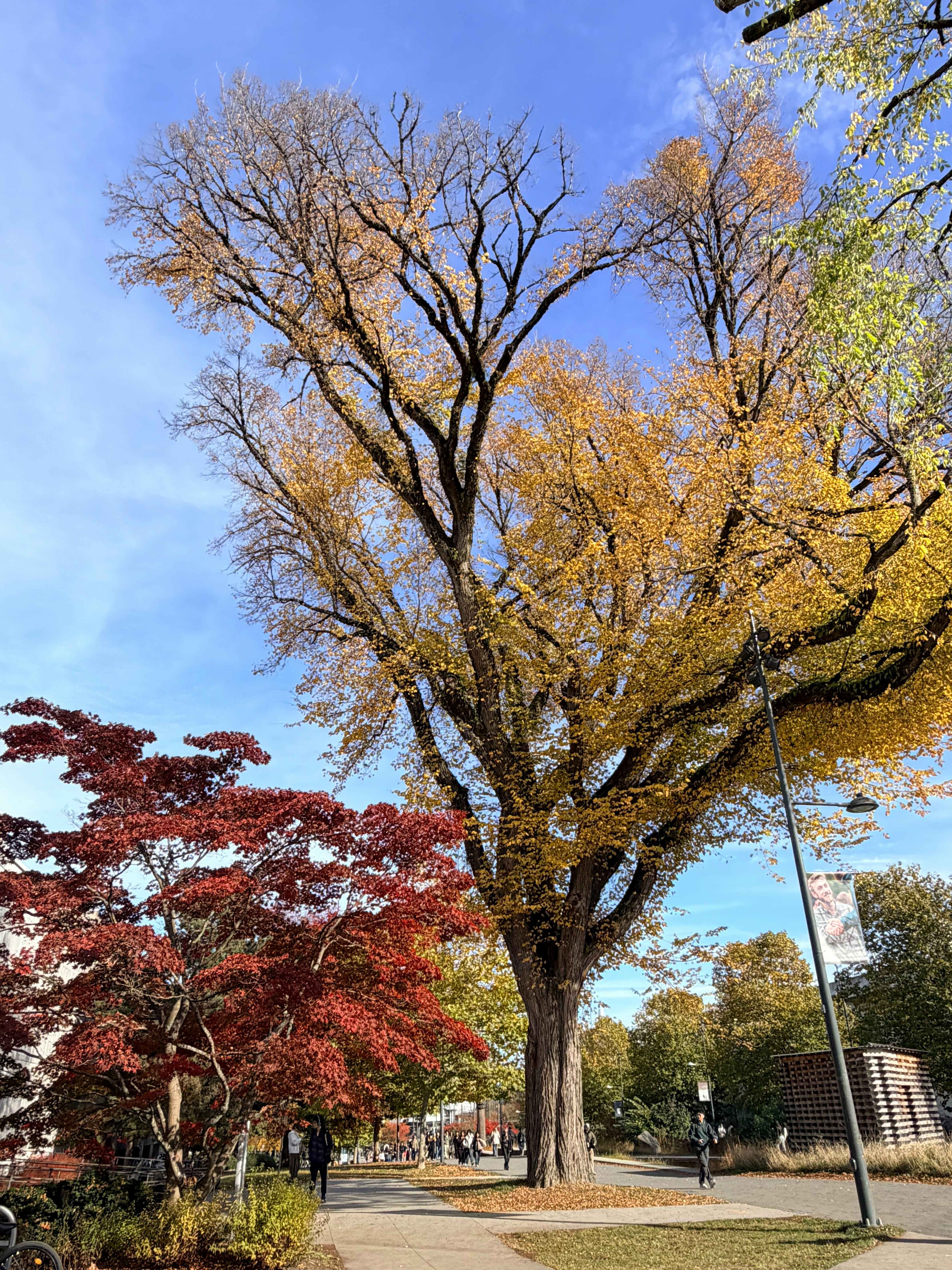 Golden Canopy Over a Bustling Autumn Boulevard