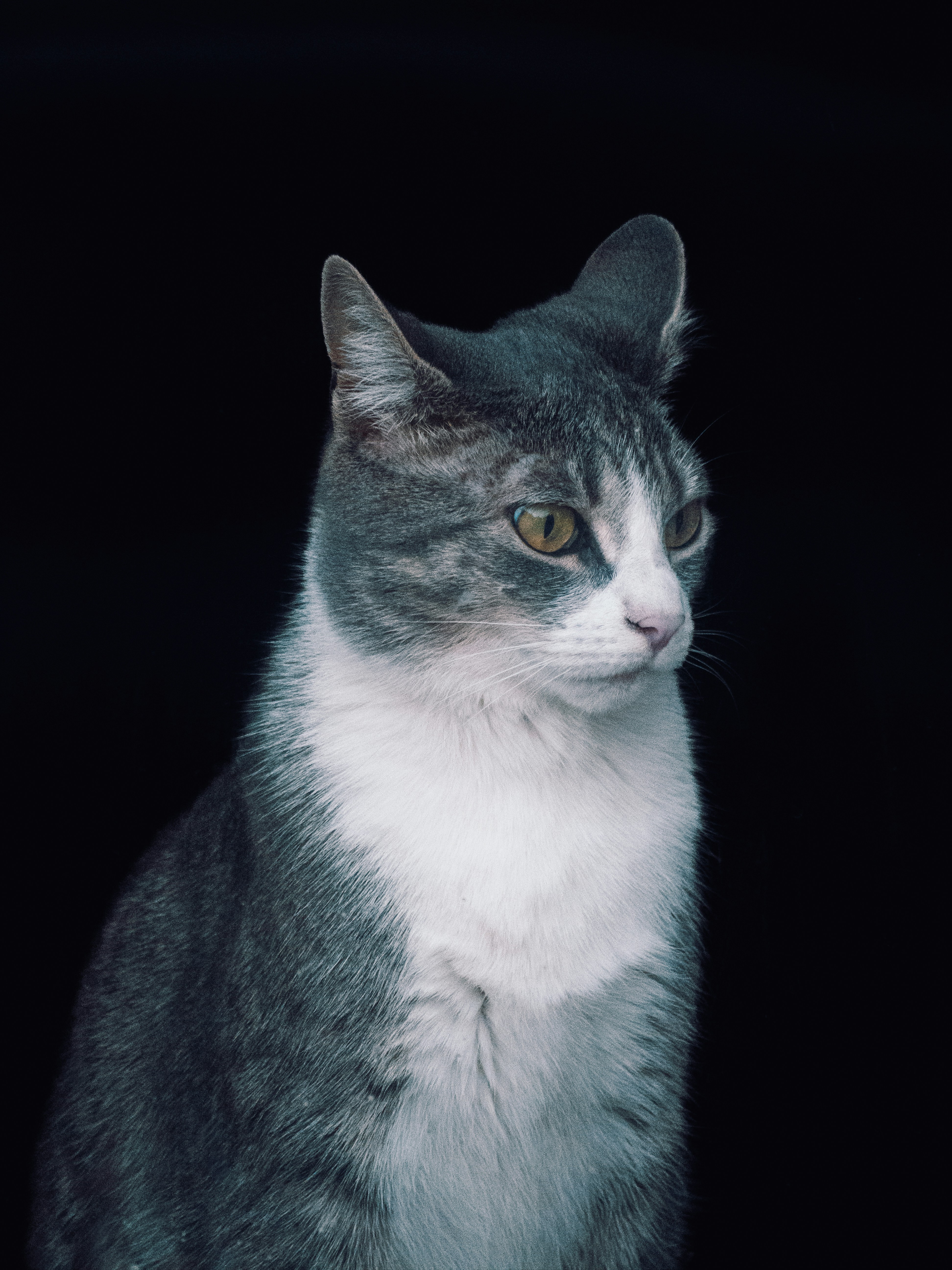Portrait of a Curious Gray-White Cat Against Velvet Darkness