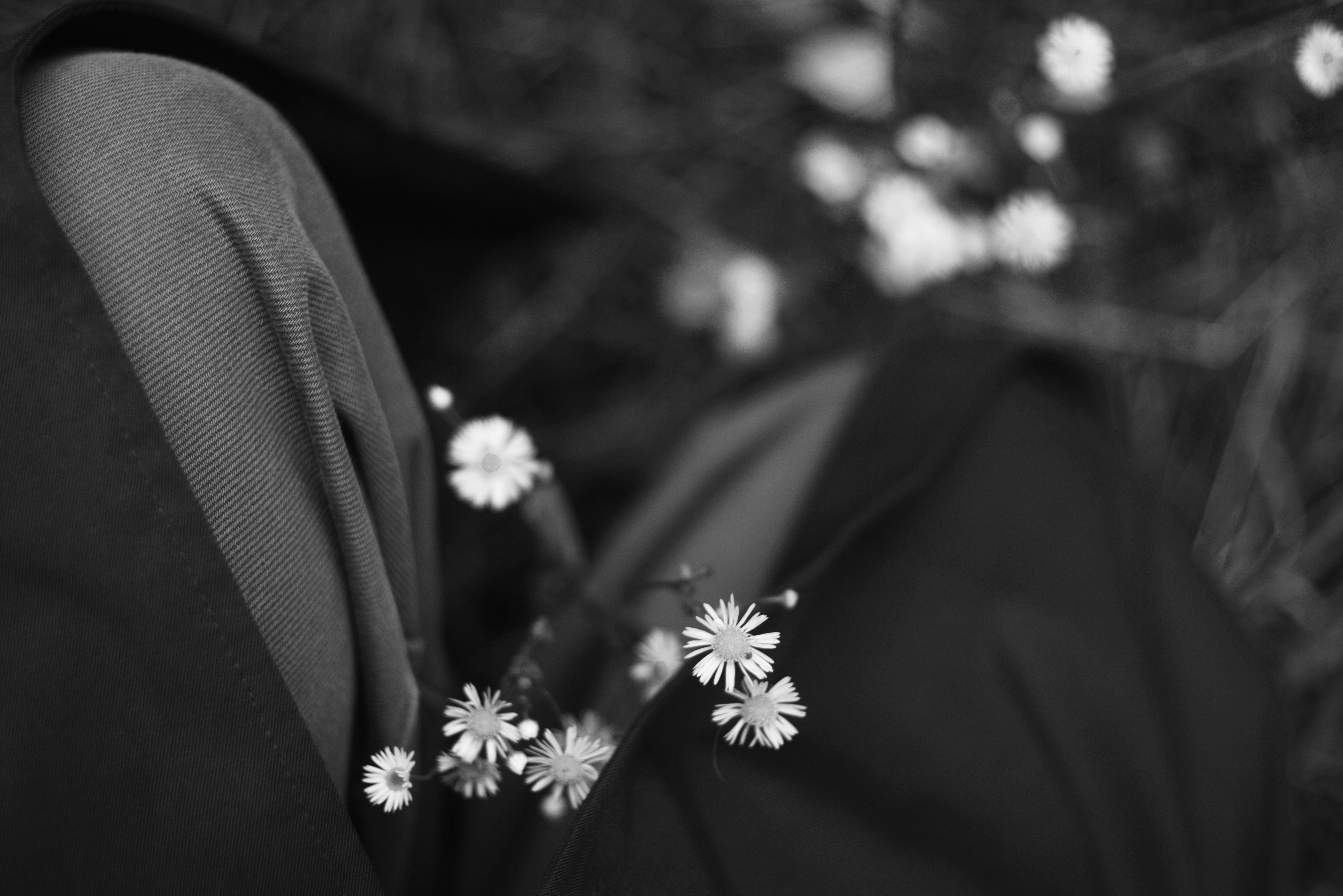 Petals at the Edge: Quiet Bloom in Monochrome Fold