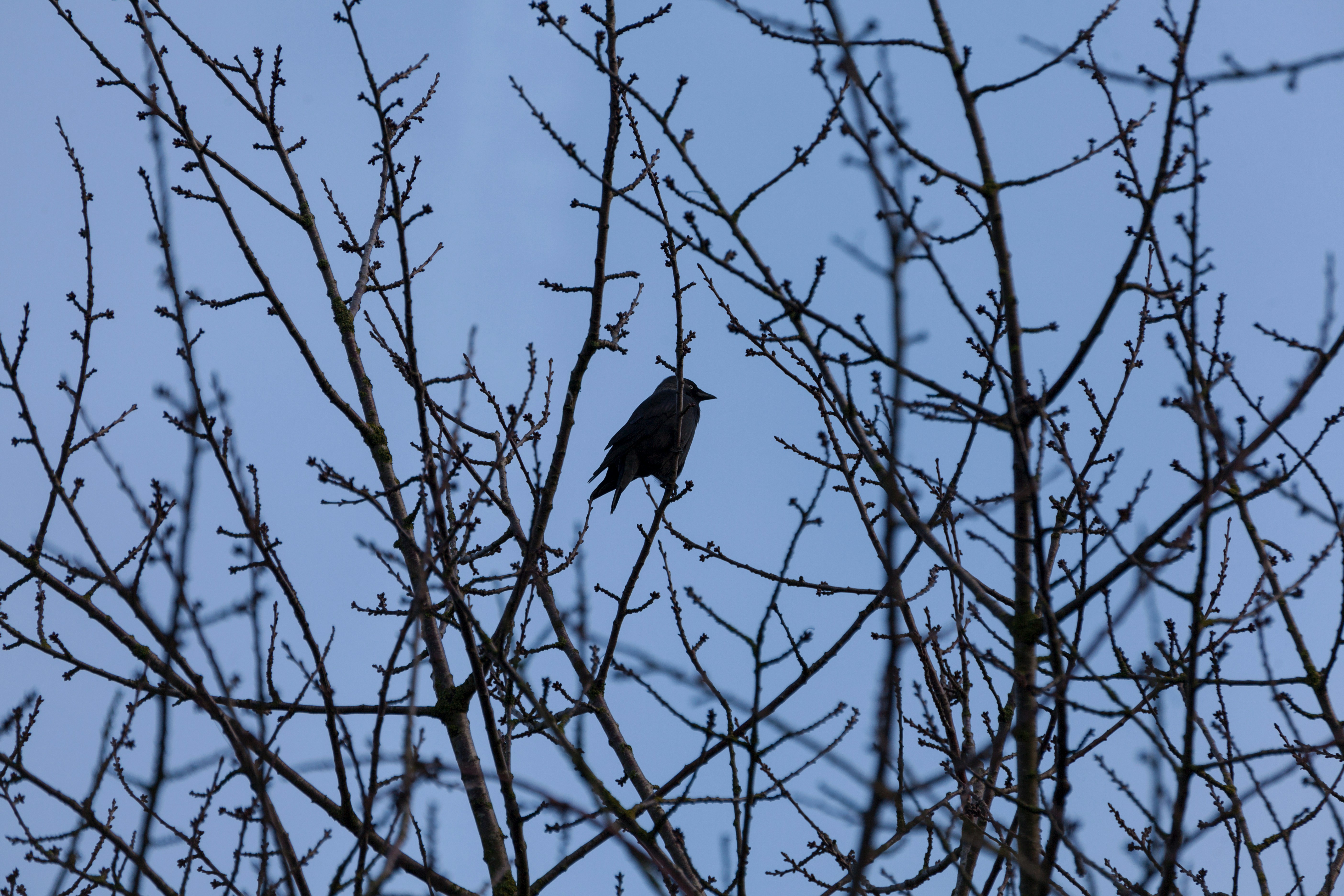 Silhouetted Songbird Perched Among Winter Branches
