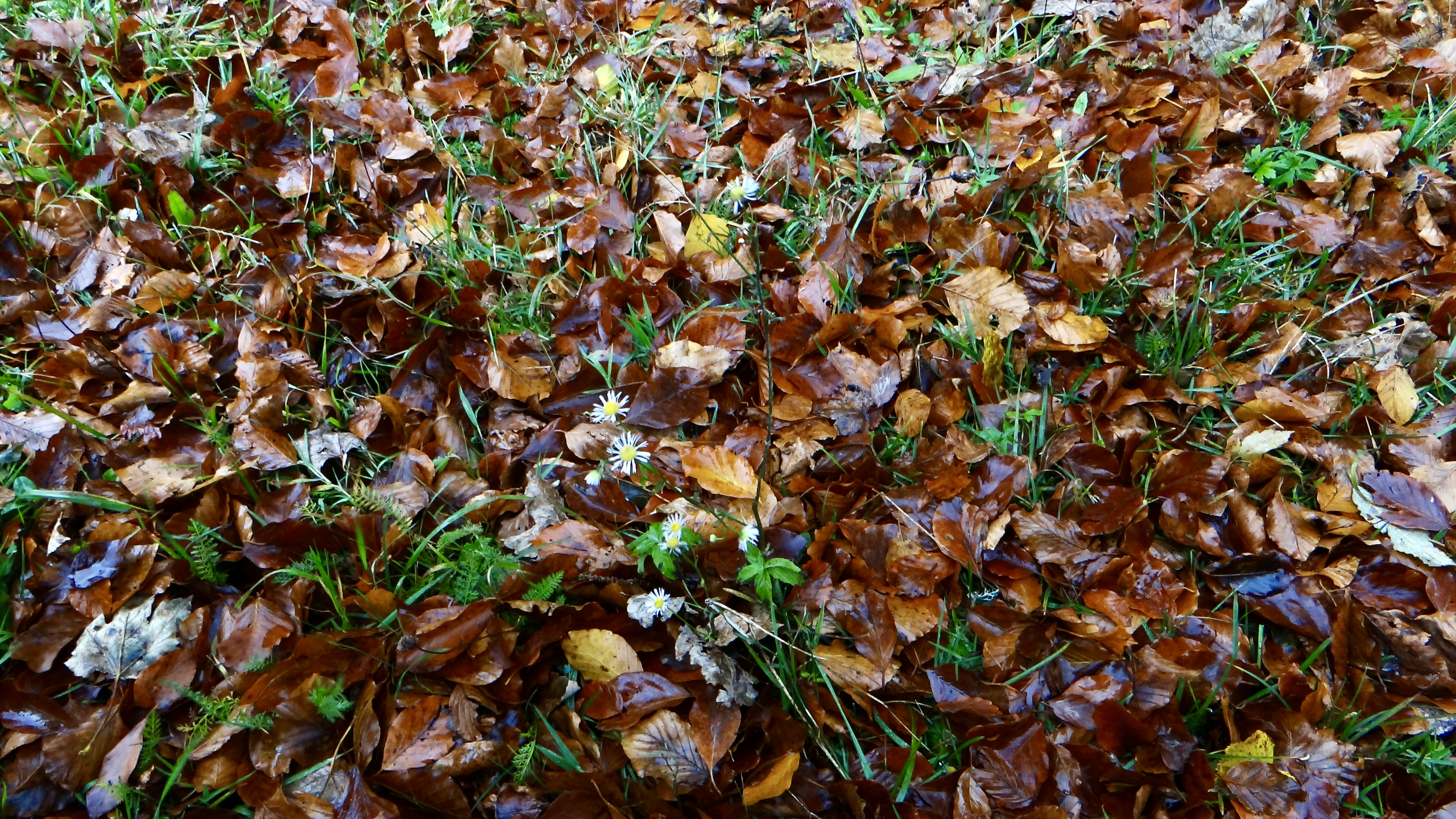 Autumn Leaf Carpet with Bare Grass Sprouts