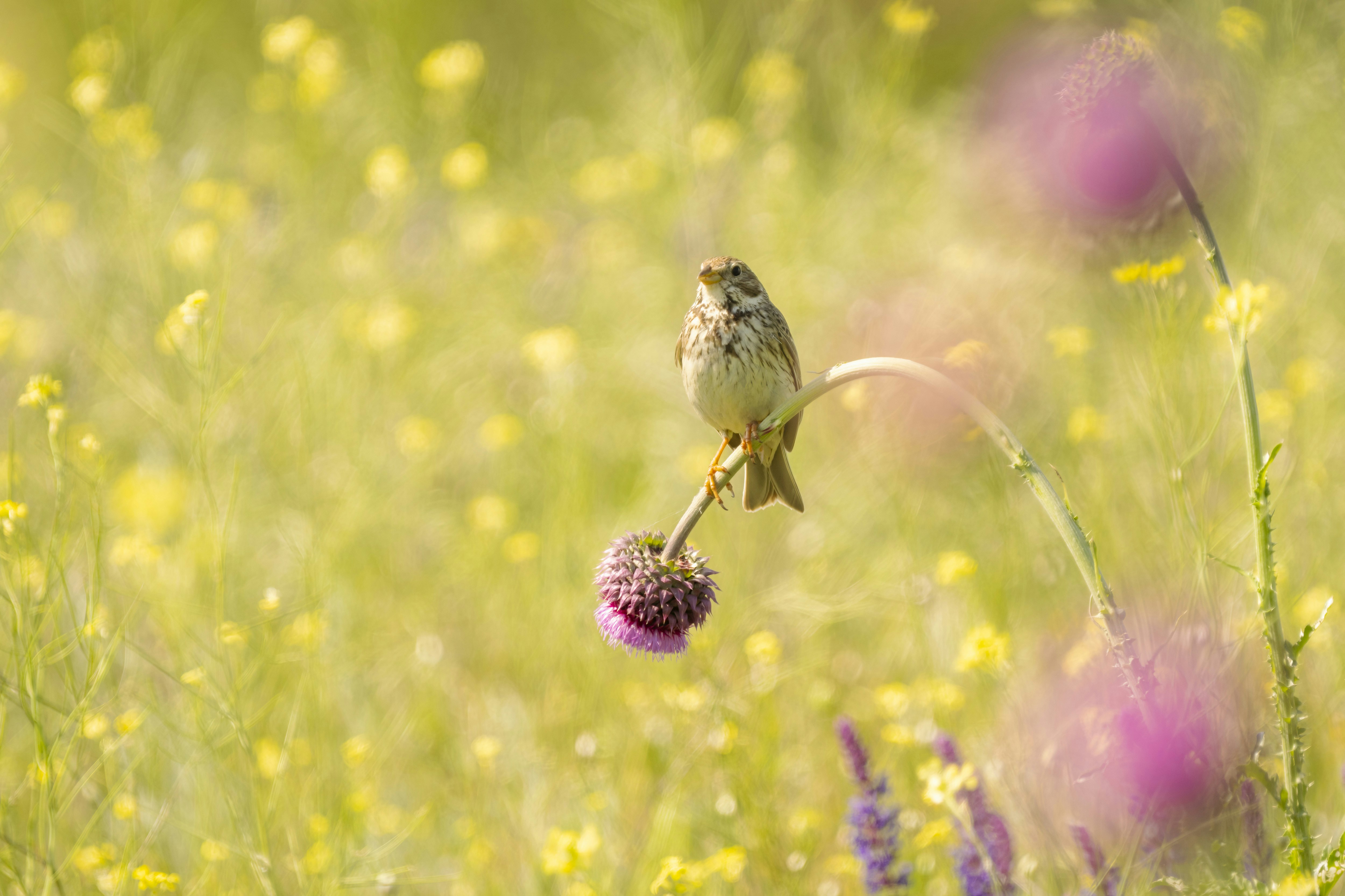 Tiny Perch: A Songbird in a Field of Spring Gold