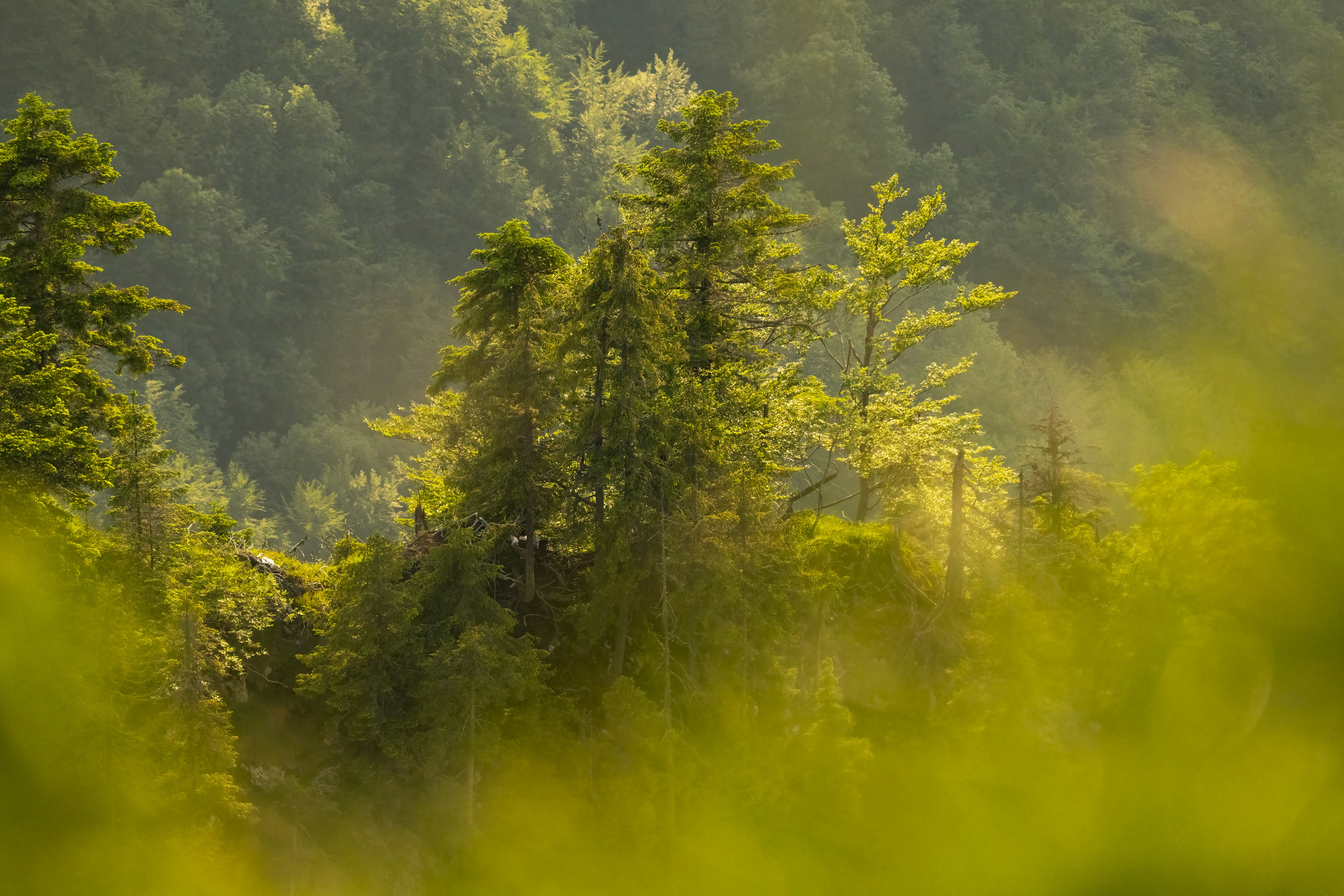 Sunlit Pines Break Through a Golden Mist