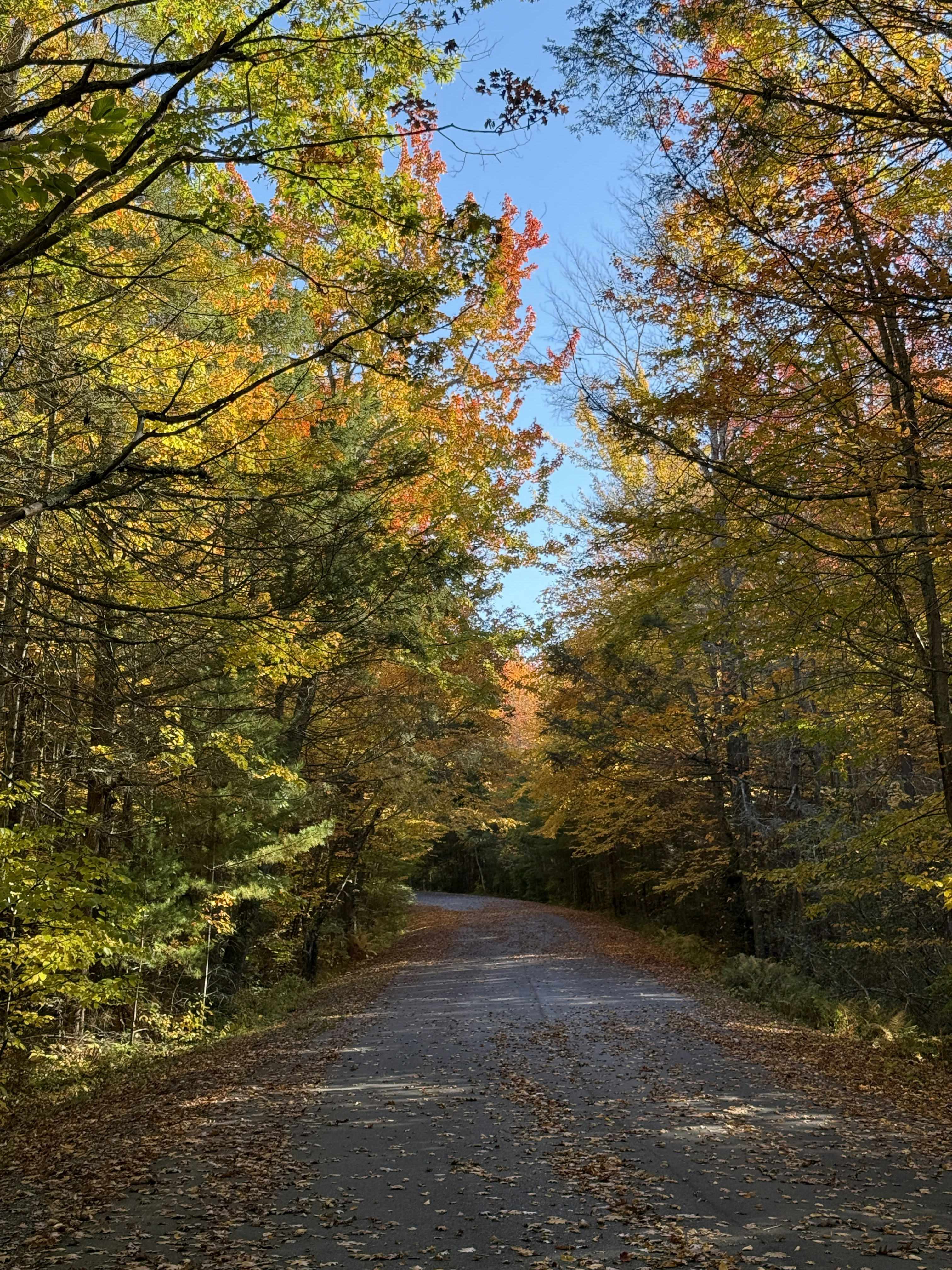 Autumn Lane: A Quiet Road Through a Red-Orange Forest