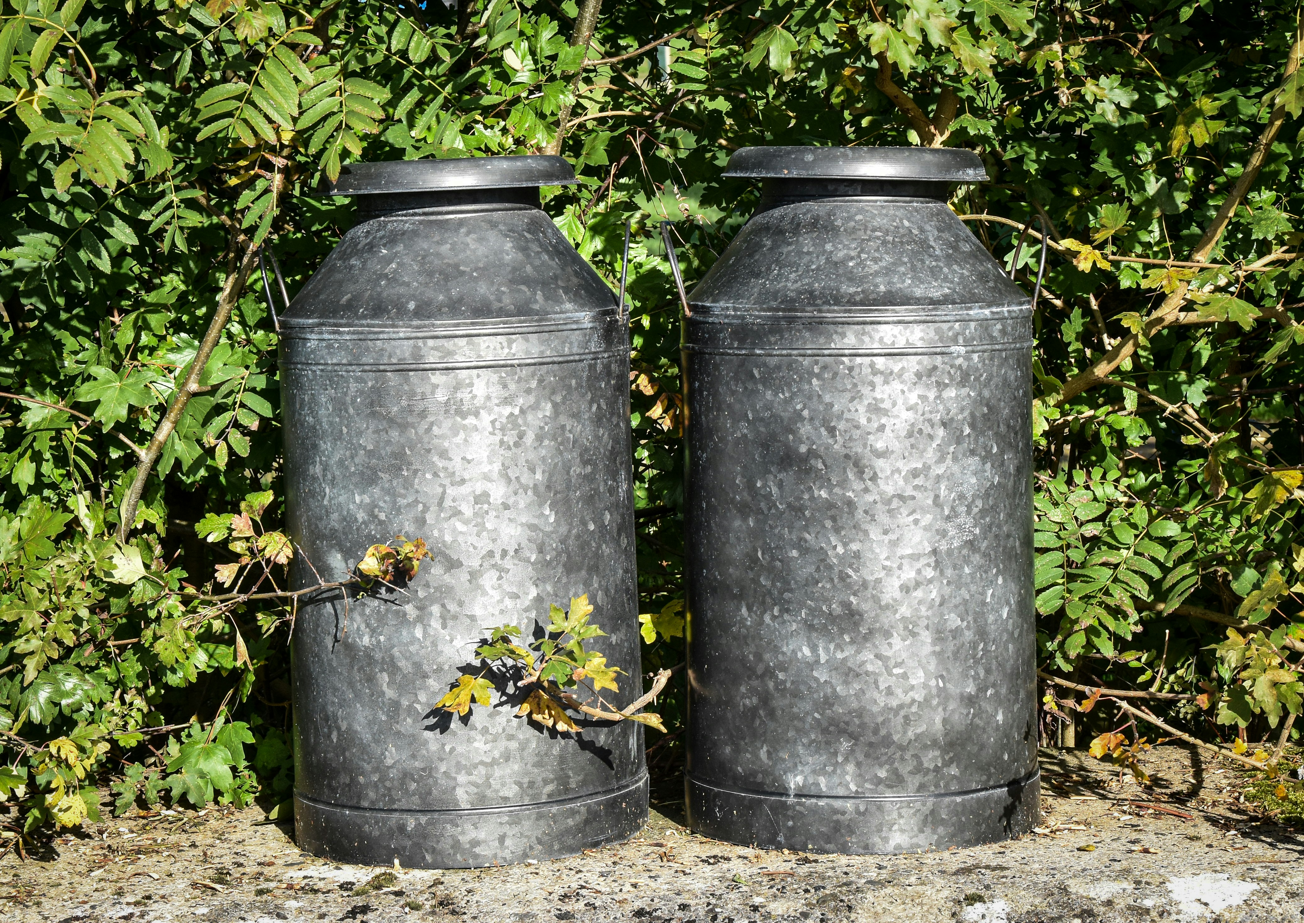Two weathered milk cans stand side by side amid overgrown greenery