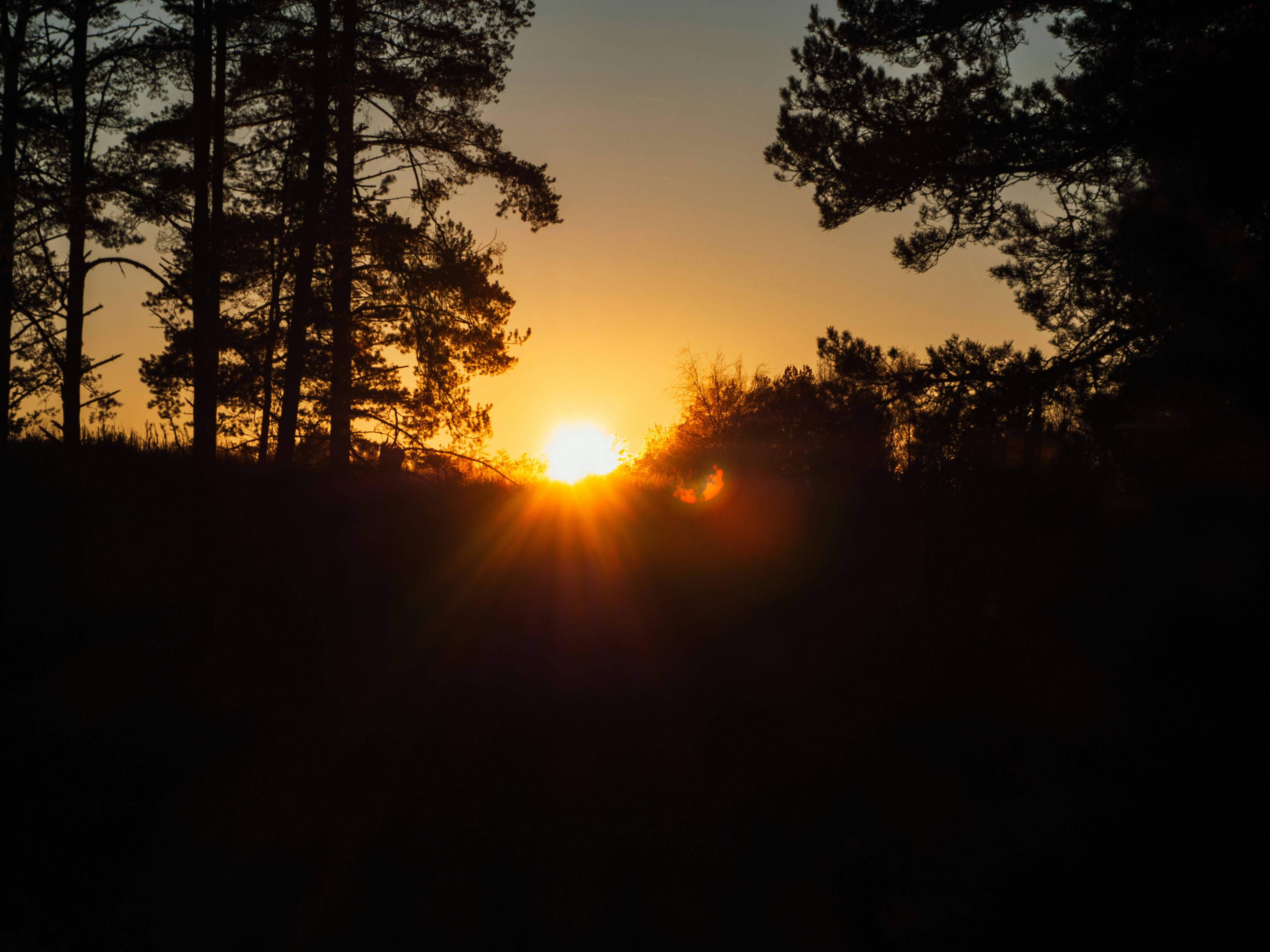 Golden sun peeks above the horizon, casting long silhouettes of trees across a dark landscape with a warm halo around the sun. This impression captures a serene sunrise scene with natural silhouettes.
