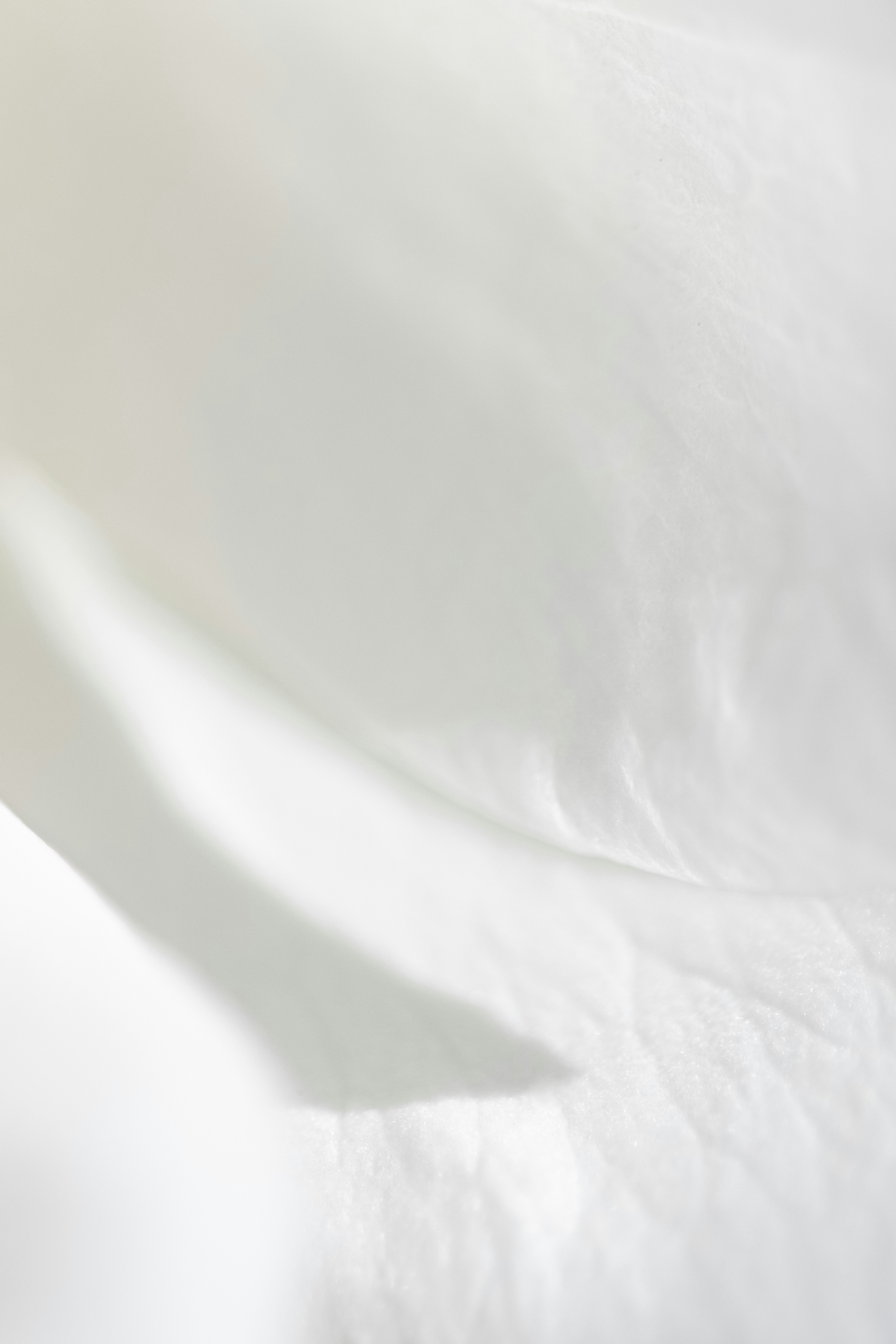 Soft Whitespace: A Close Encounter with Light and Texture