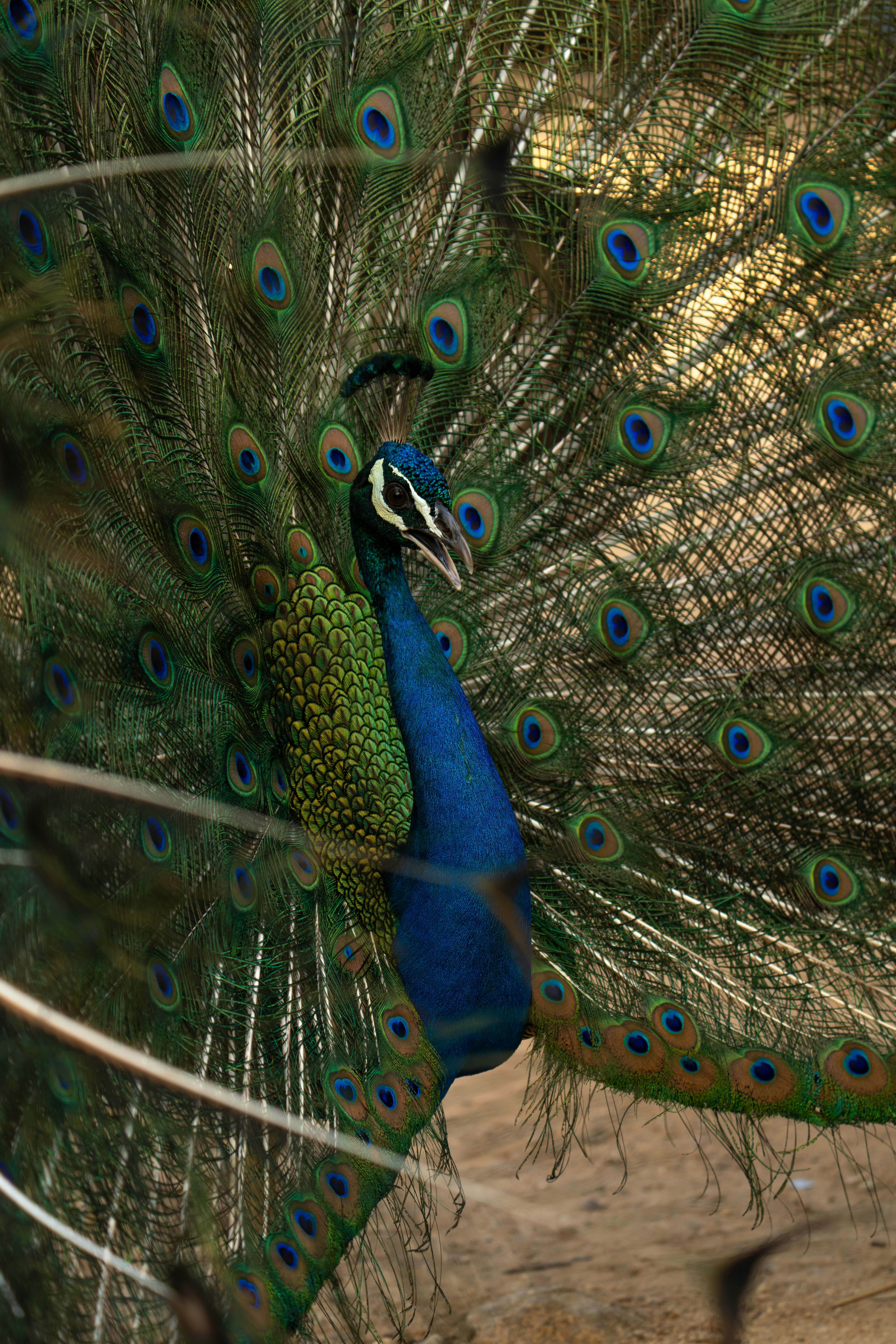 Close-up of a majestic peacock with iridescent blue plumage and fanned tail displaying eye-patterns, captured with natural light to emphasize color and detail. A photographic study of a living jewel in a sandy setting.