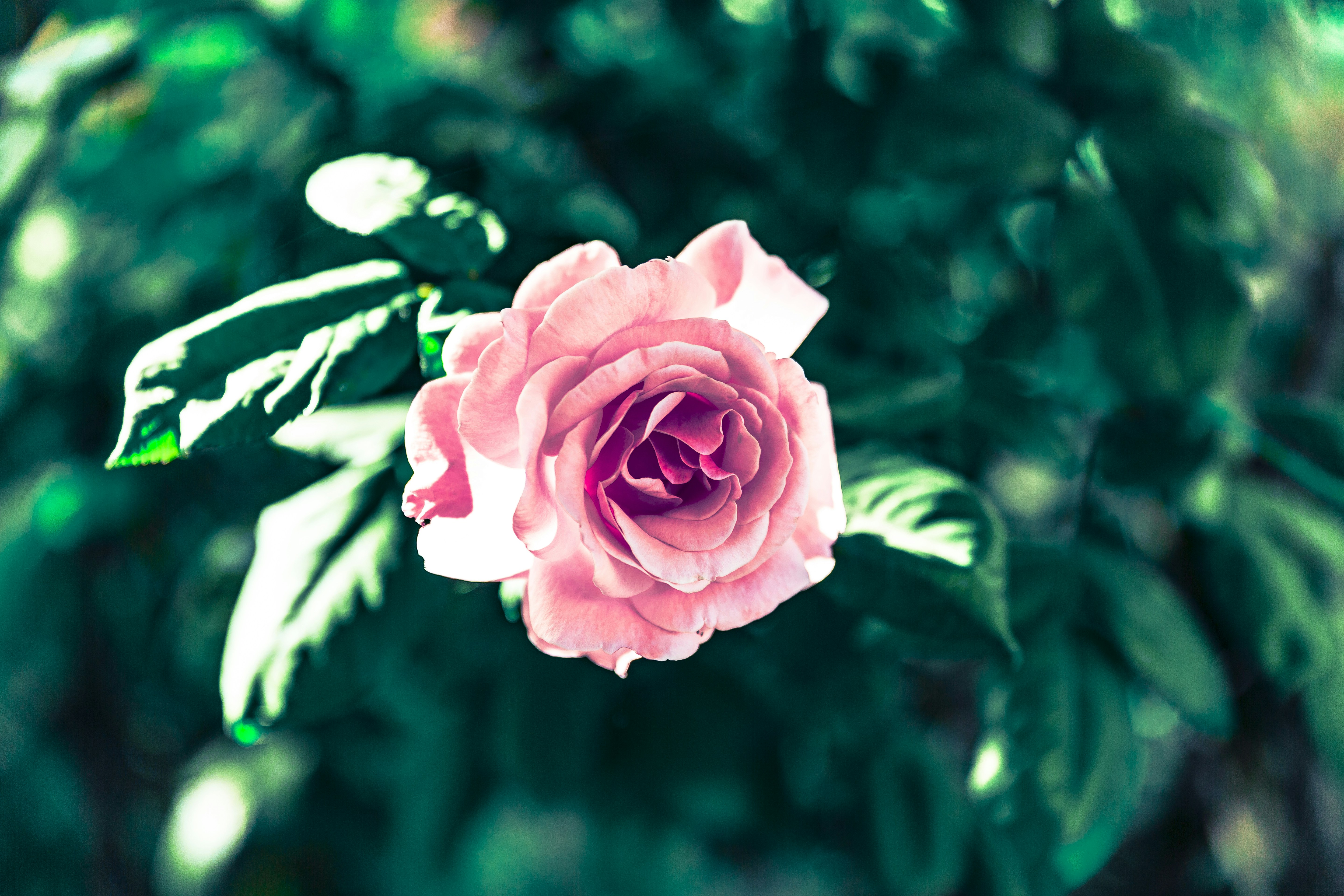 Petaled Pulse: a pink rose centered in emerald blur