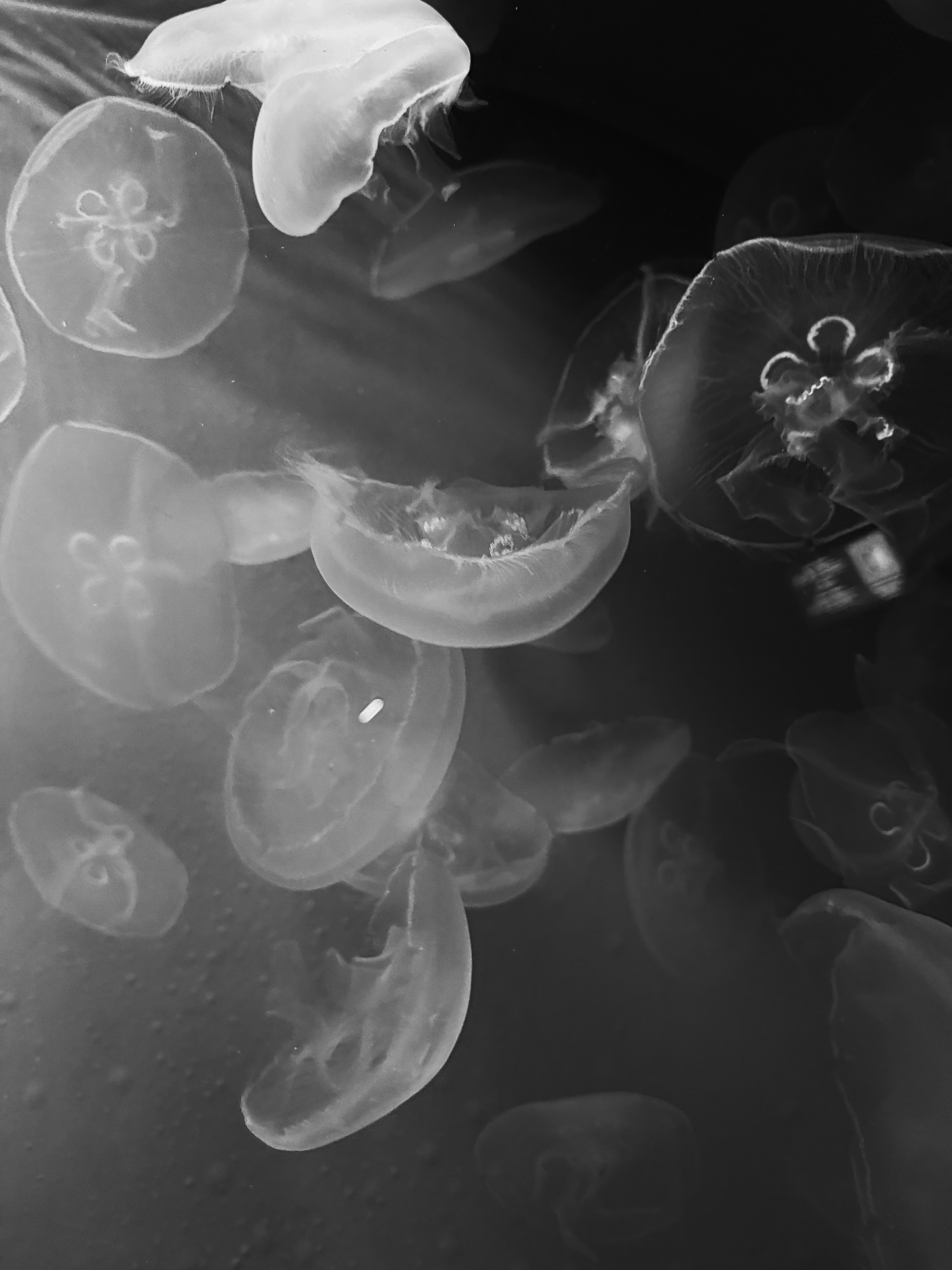 Ghostly Onlookers: Translucent Jellyfish in monochrome drift
