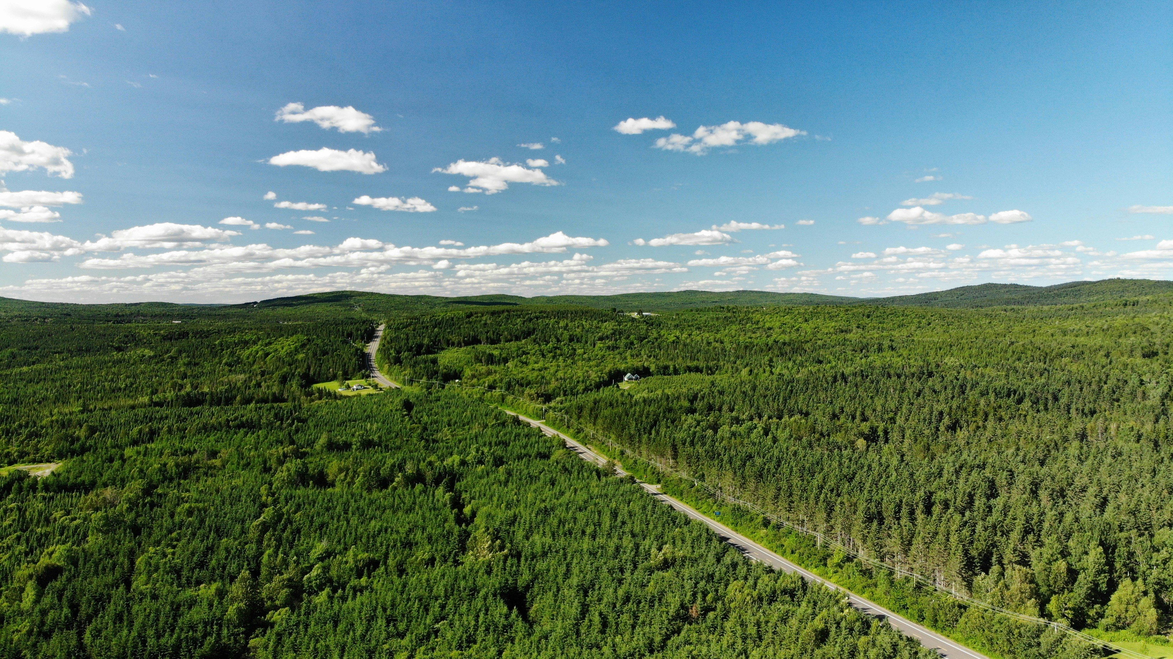 Forest Highway: A Four-Looted Ribbon Through Green Canopy