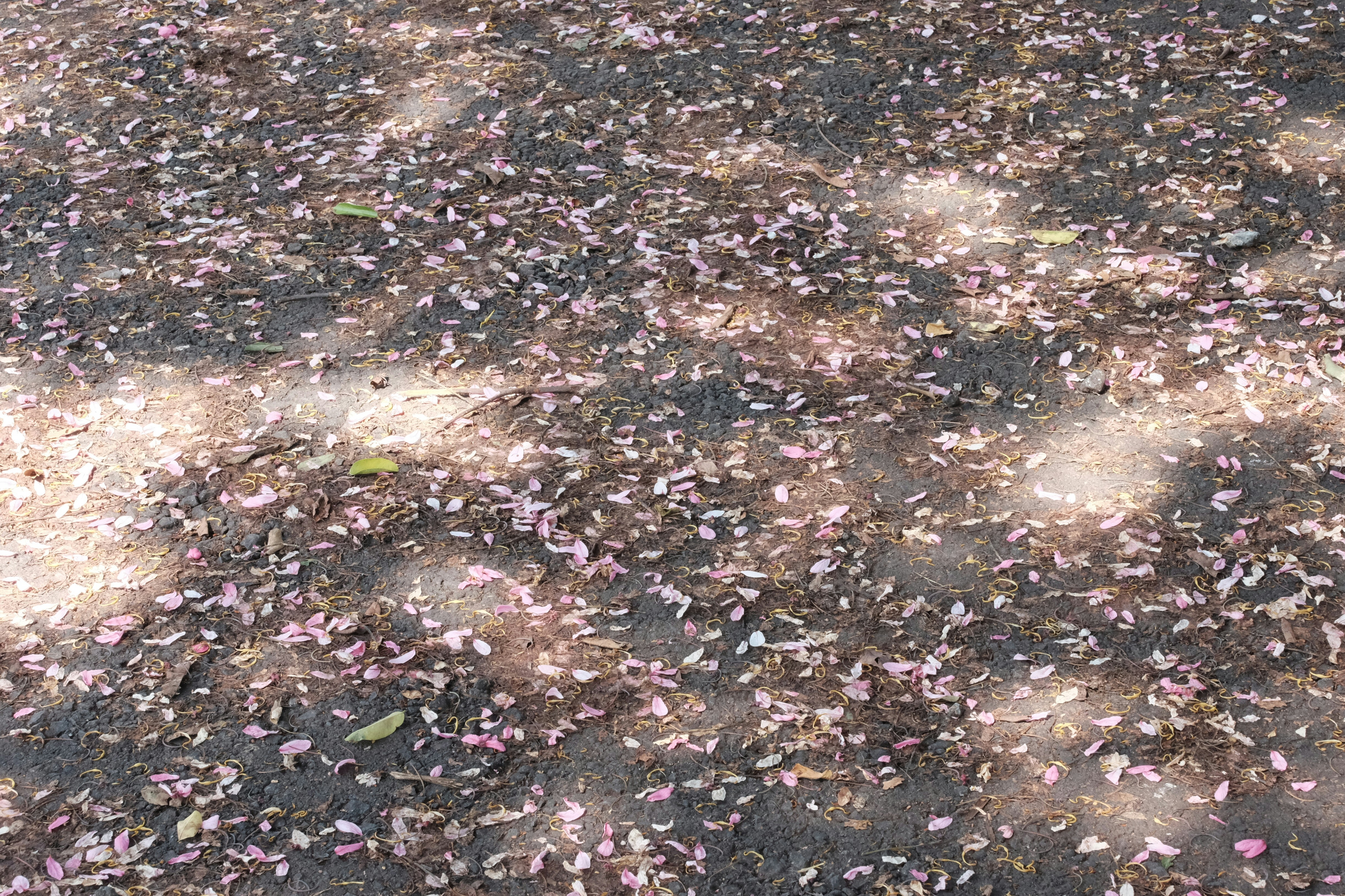 Petals on Memory Lane